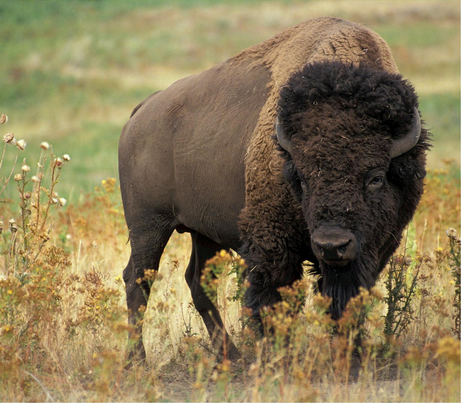 Bison Photos, Download The BEST Free Bison Stock Photos & HD Images