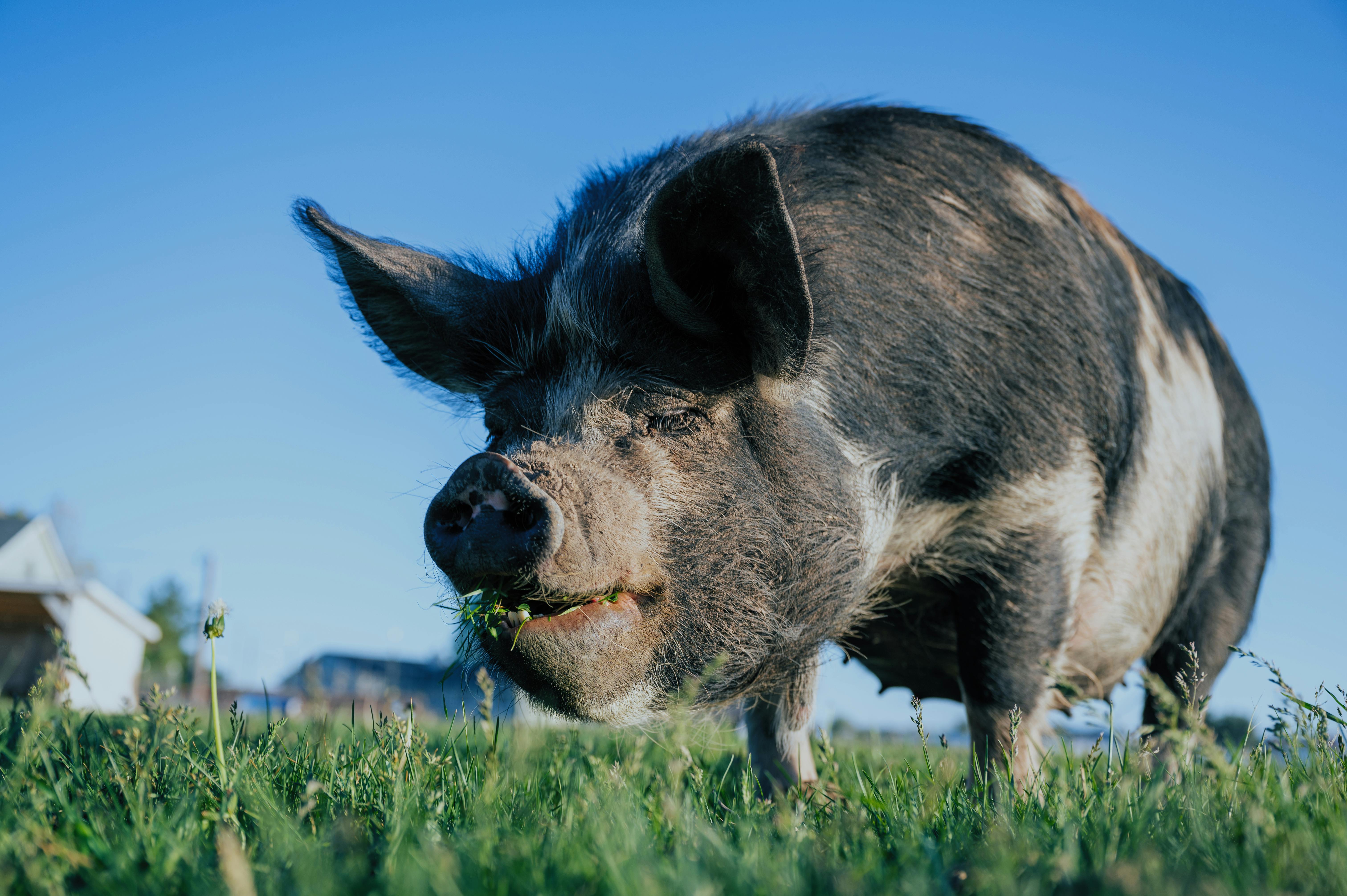 Black Pig on Green Grass Field · Free Stock Photo