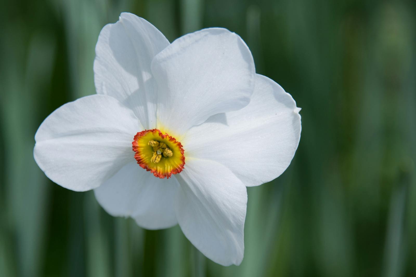 Daffodil Photos, Download The BEST Free Daffodil Stock Photos & HD Images