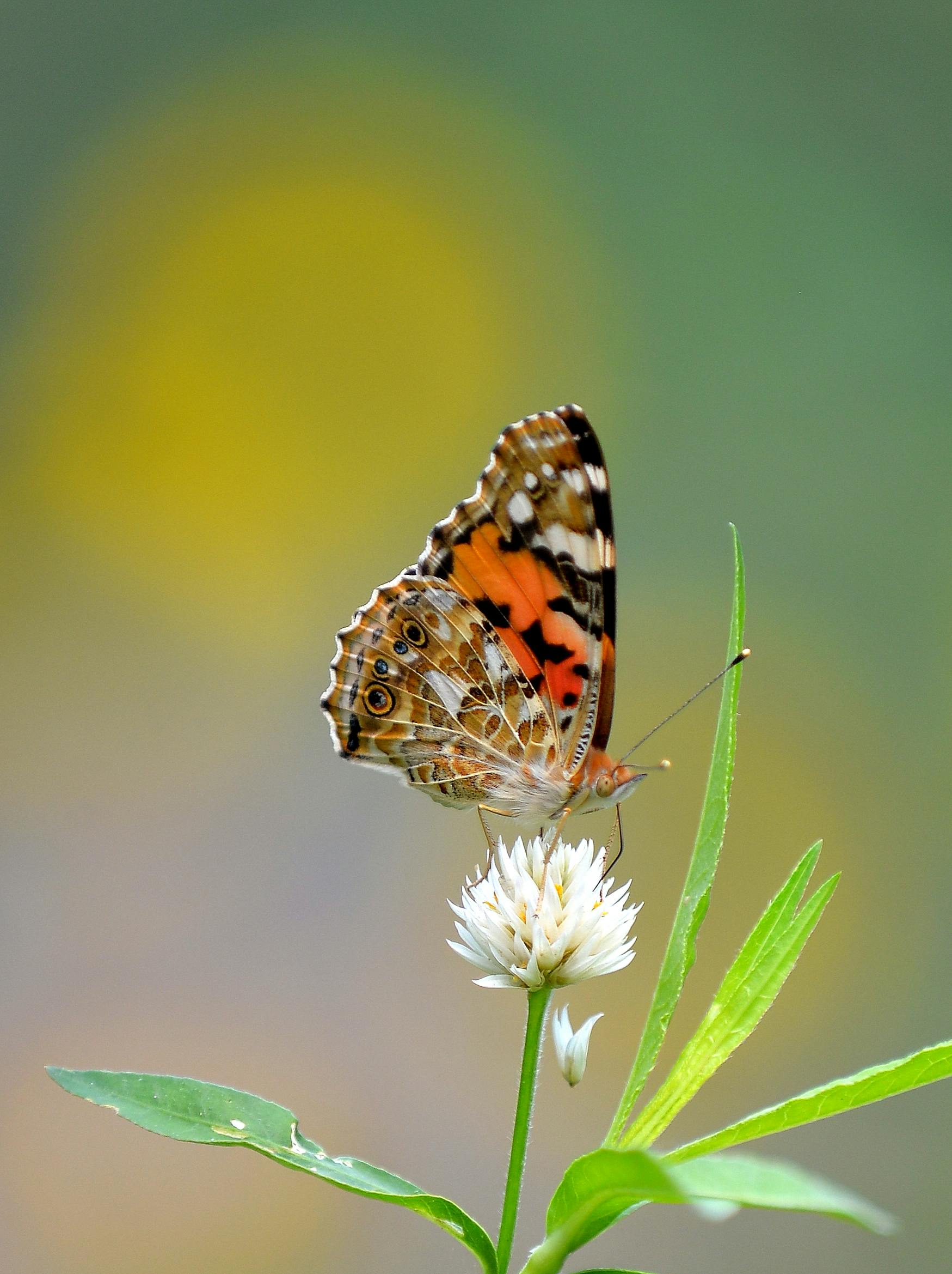 Close-Up Photo Of Moth Perched On White Flower · Free Stock Photo