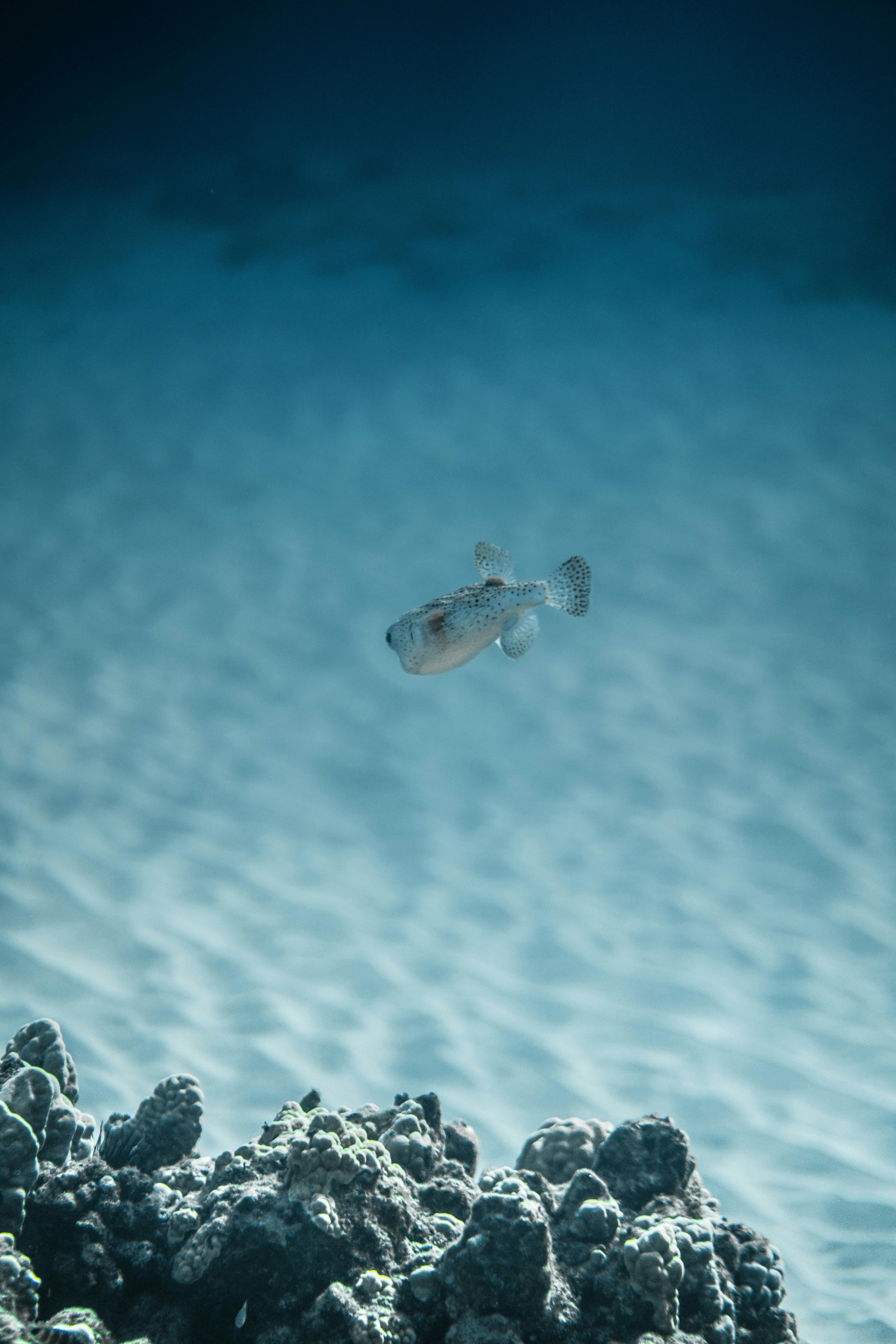 Close-Up Photo Of Fish · Free Stock Photo