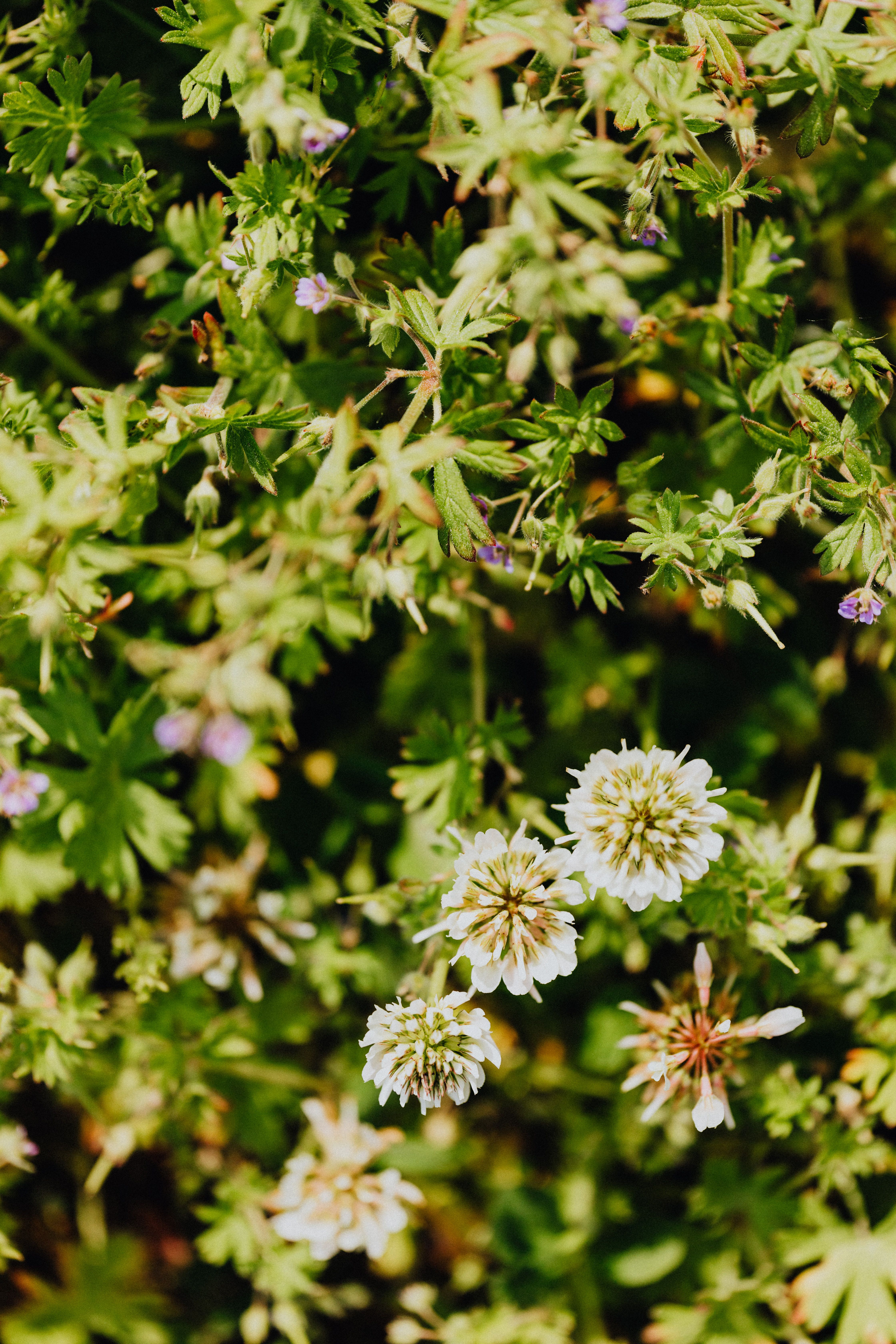 Horizontal Flowers Photos, Download The BEST Free Horizontal Flowers ...