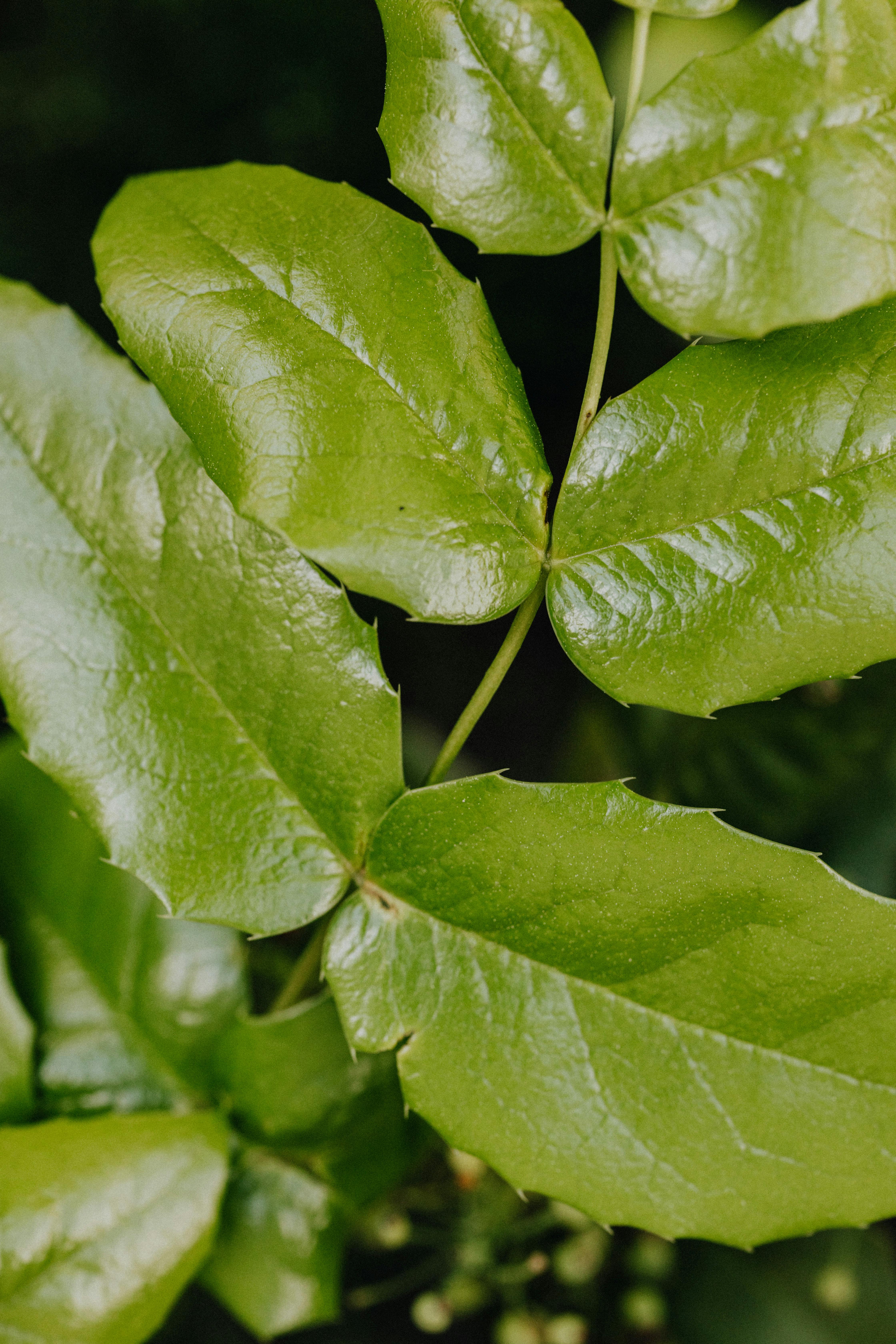 Close-Up Photo Of Leaves · Free Stock Photo