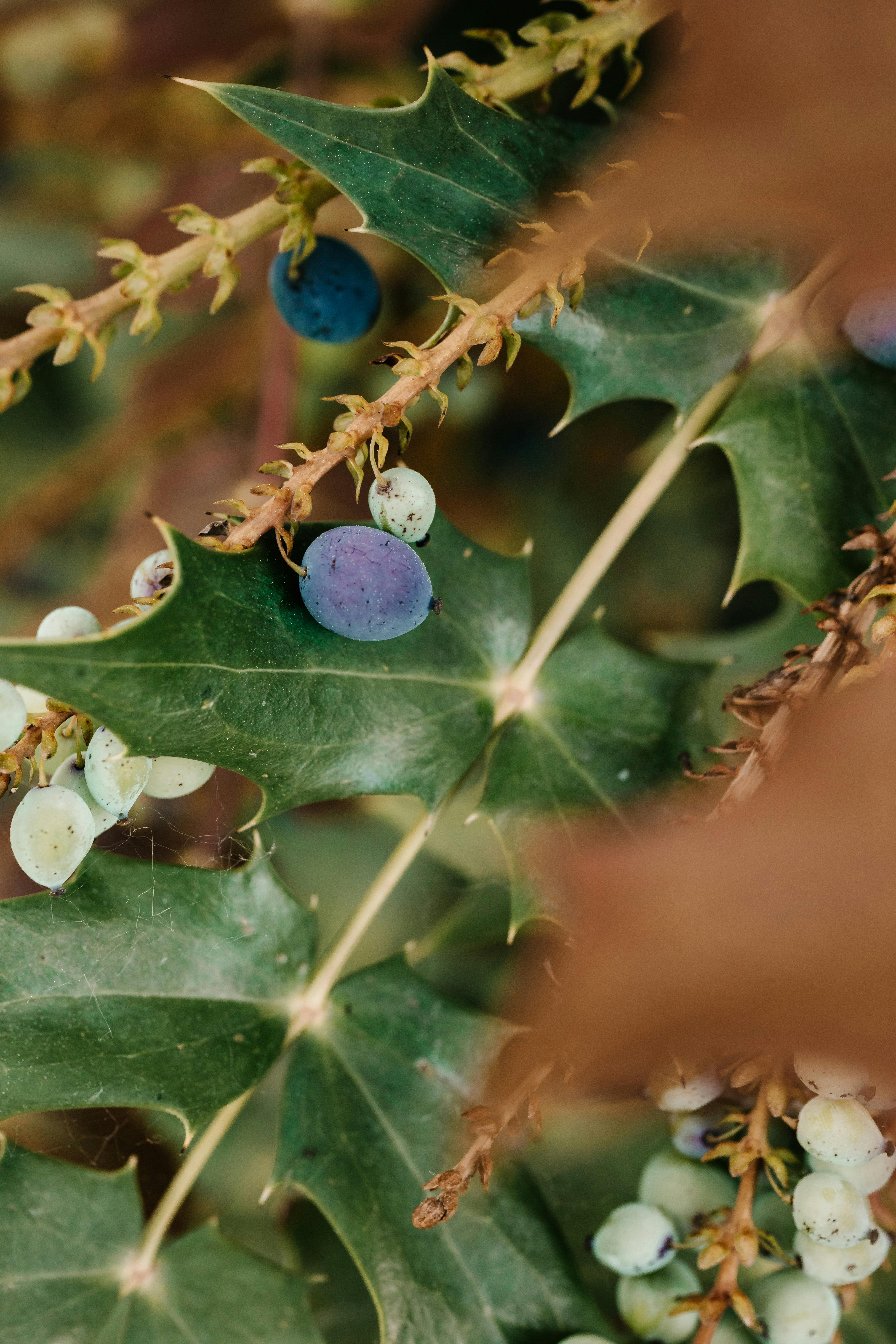 Blueberries Stem Photos, Download The BEST Free Blueberries Stem Stock ...