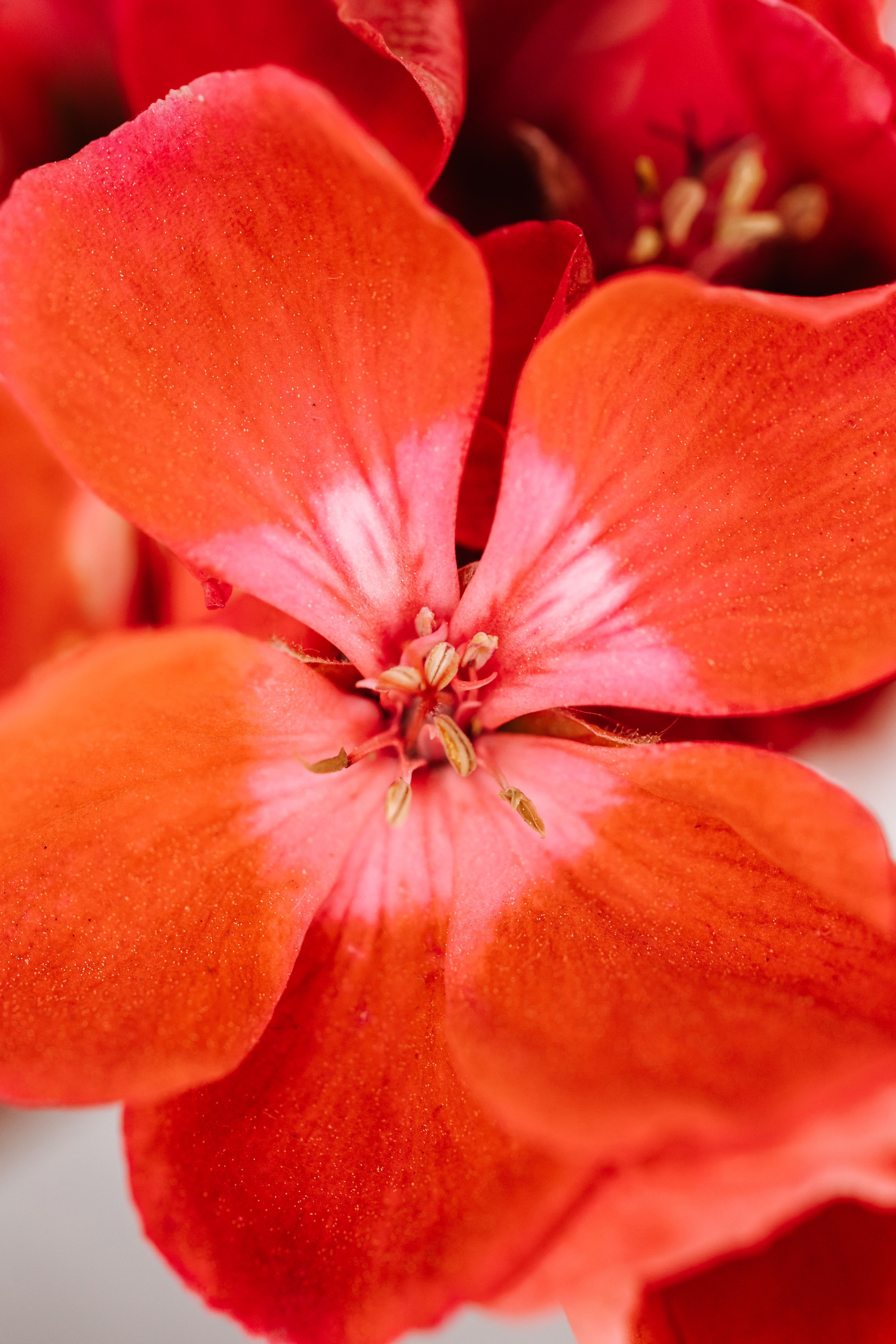 Close Up Flowers Photos, Download The BEST Free Close Up Flowers Stock ...