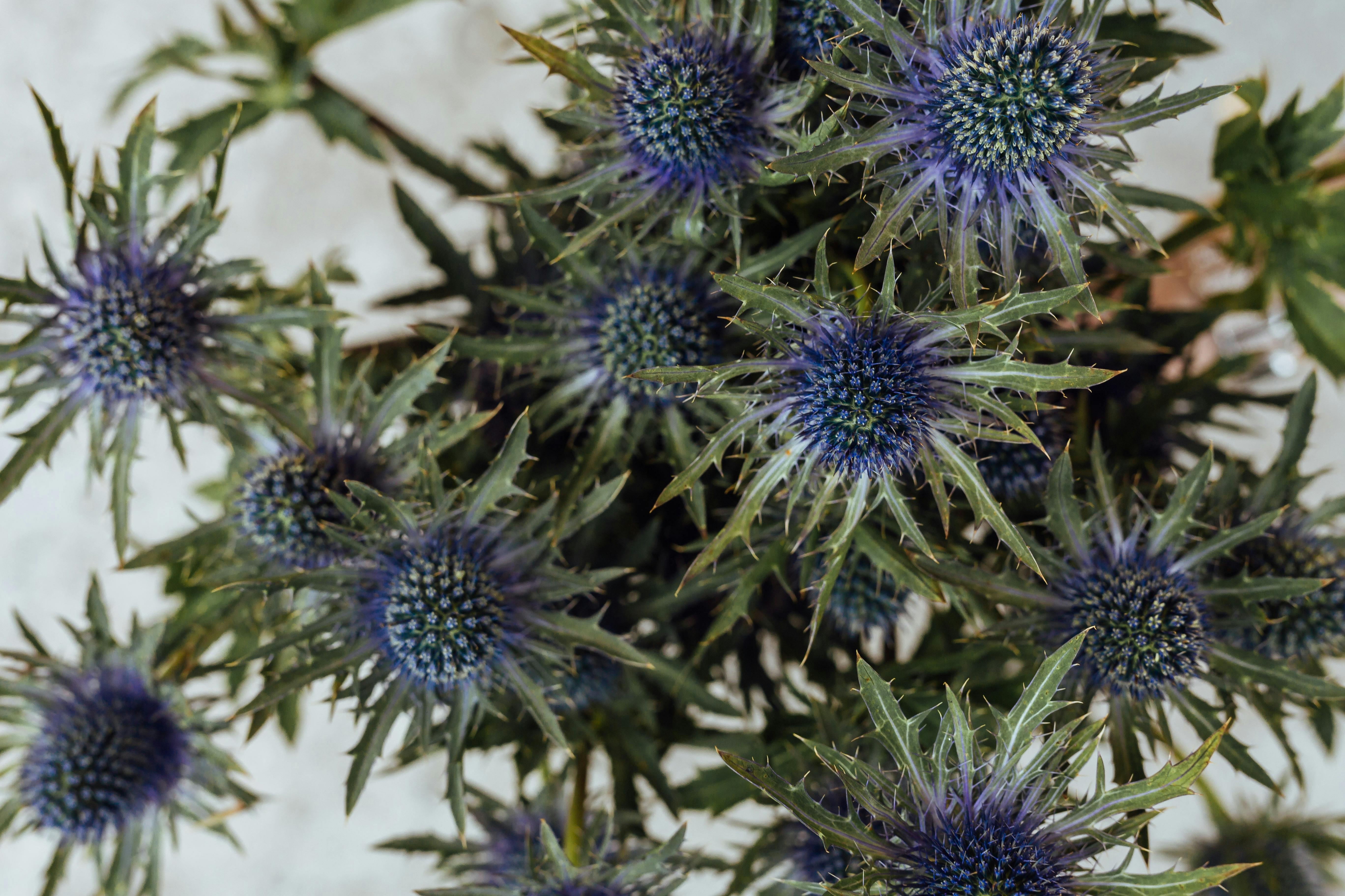 Blue Spiky Flowers Photos, Download The BEST Free Blue Spiky Flowers ...