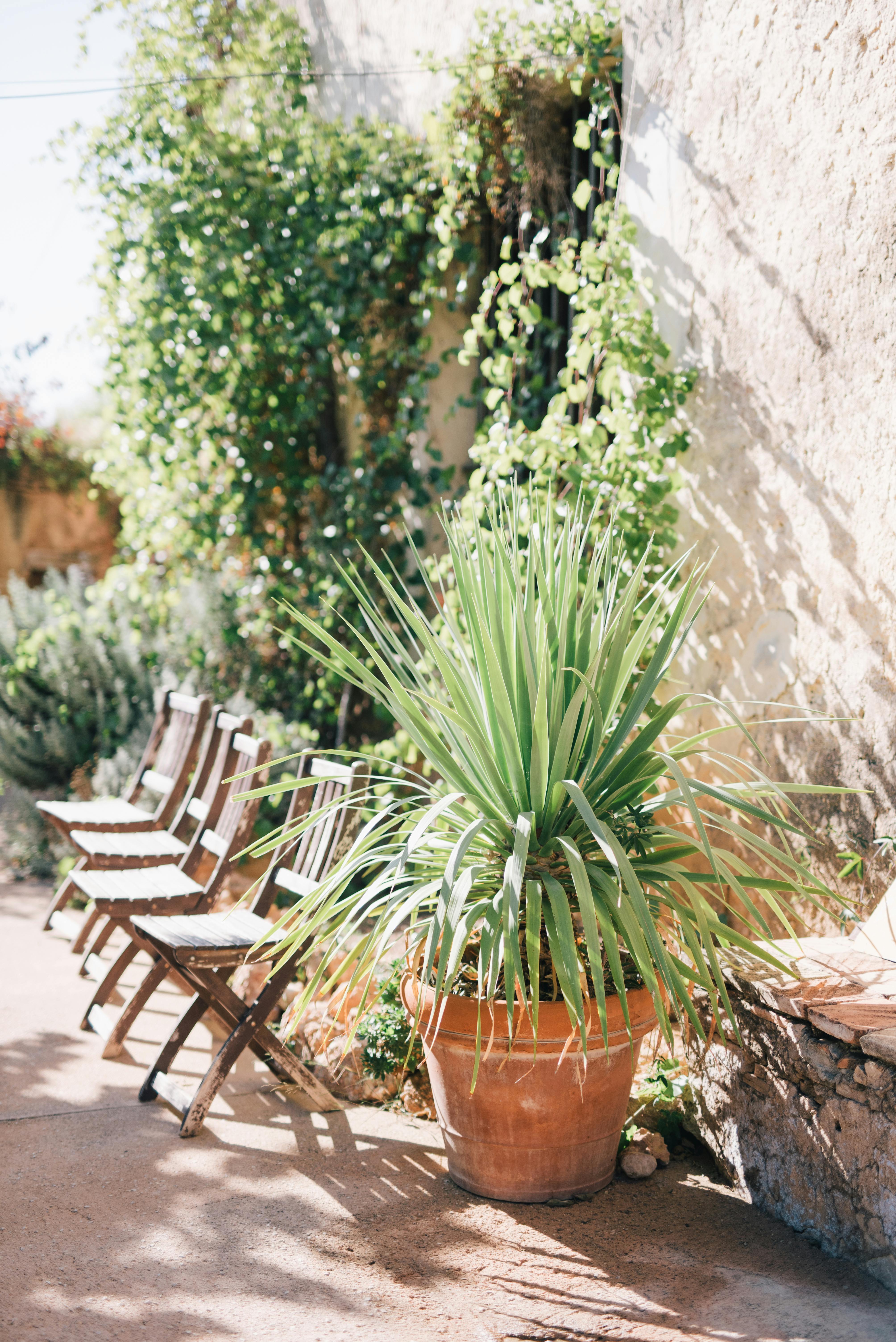 Potted and Climbing Plants Beside Wooden Chairs in a Terrace · Free ...