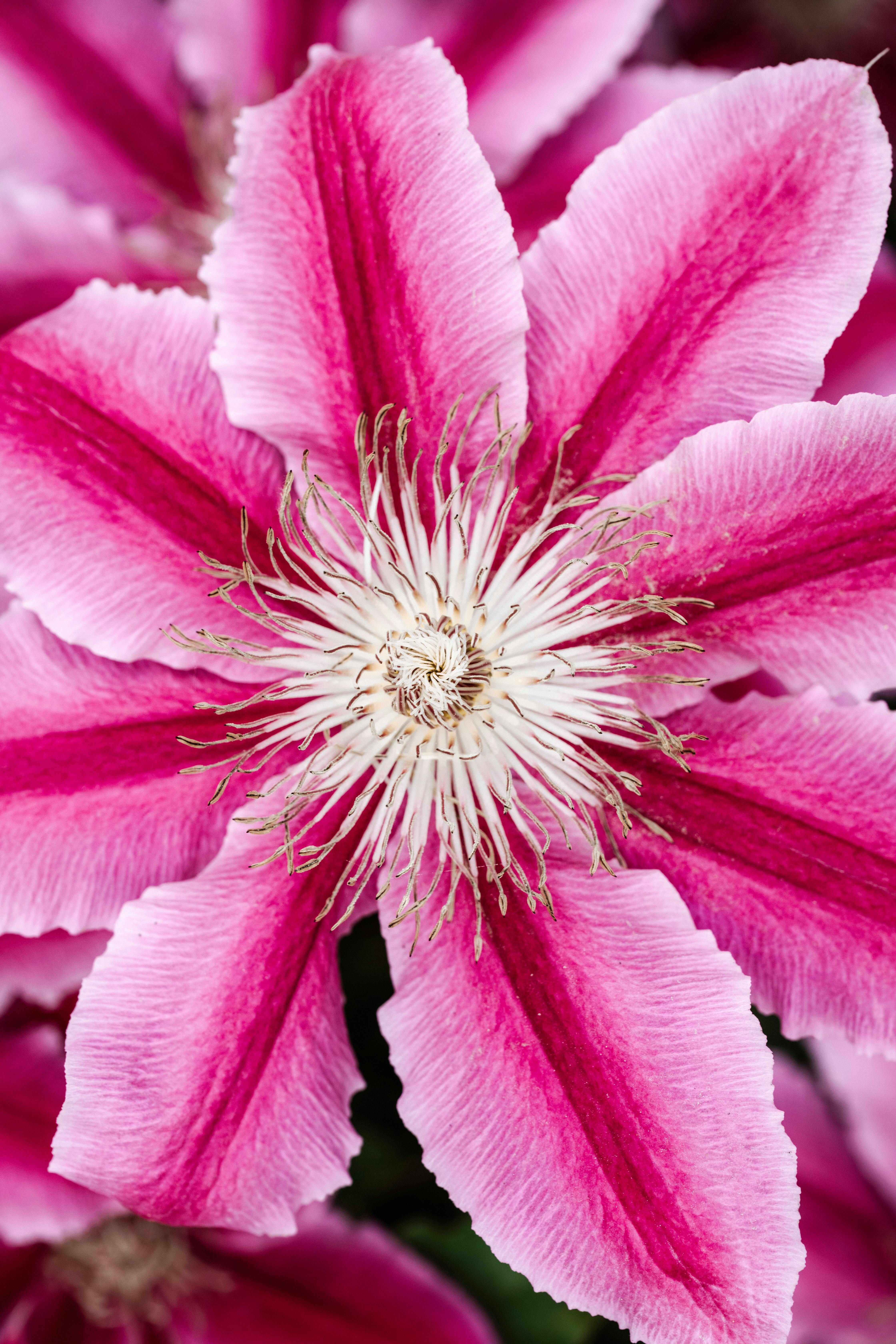 Clematis Photos, Download The BEST Free Clematis Stock Photos & HD Images