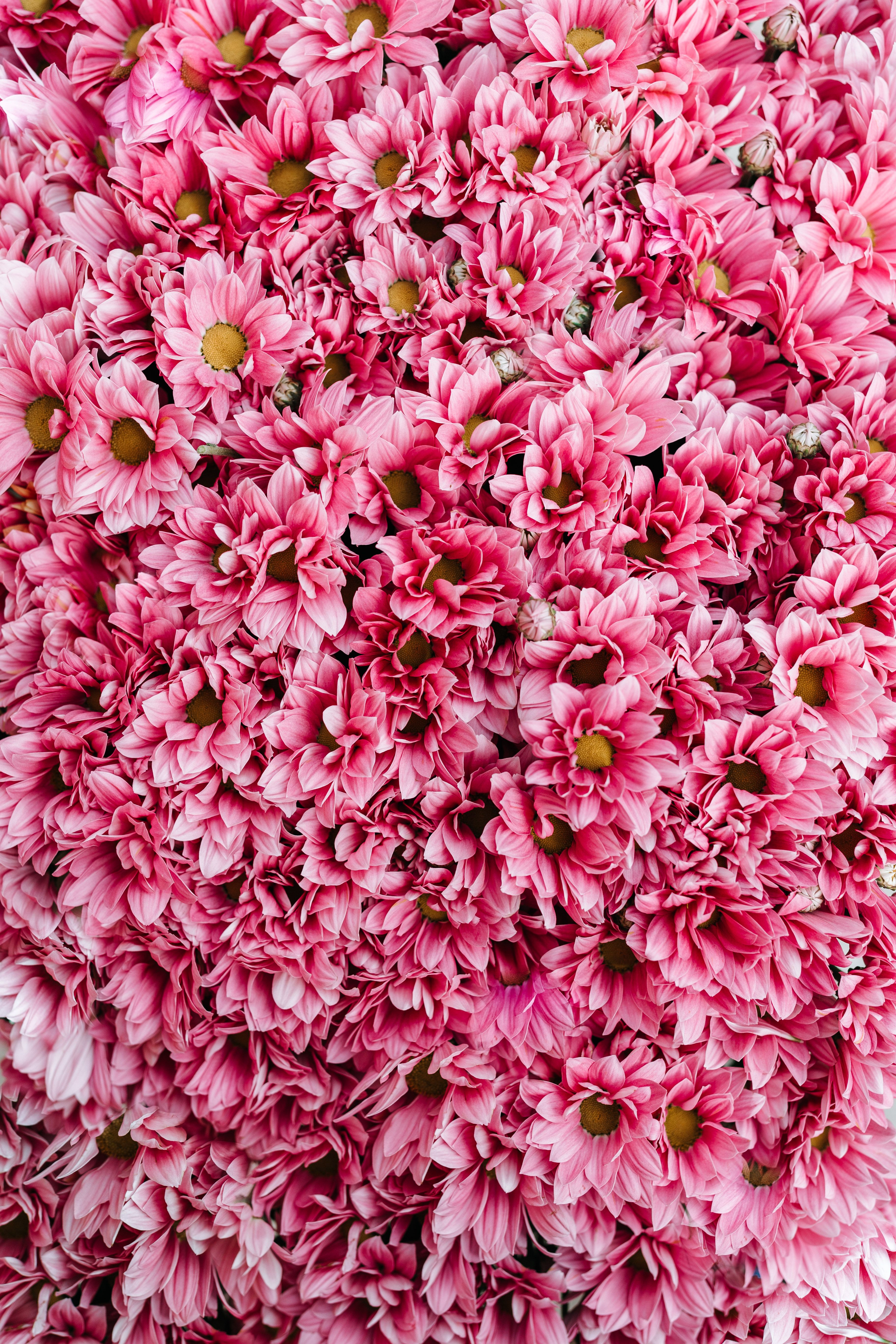 Pink Flowers Wallpaper Photos, Download The BEST Free Pink Flowers ...