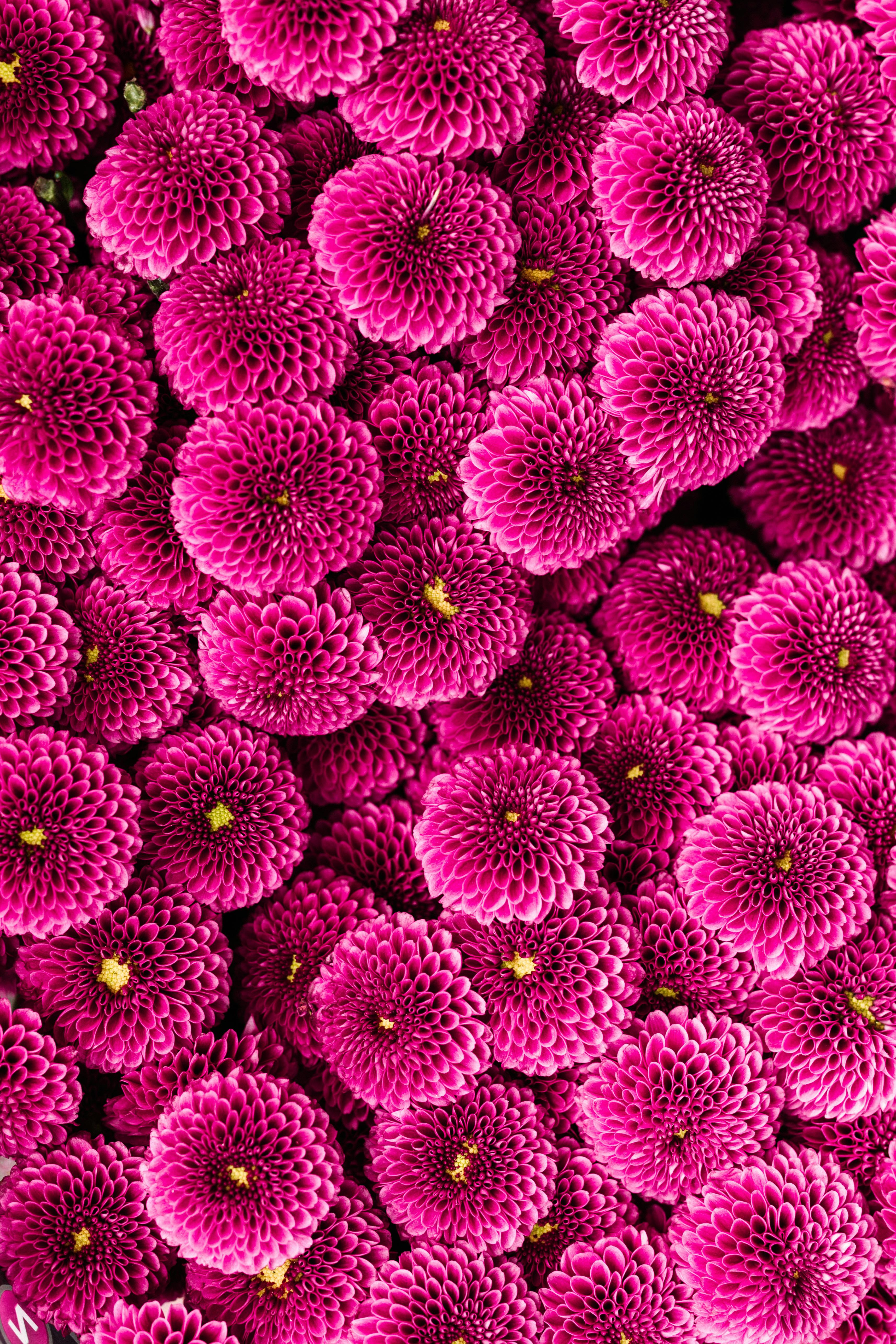 Pink Flowers Laptop Wallpaper Photos, Download The BEST Free Pink ...