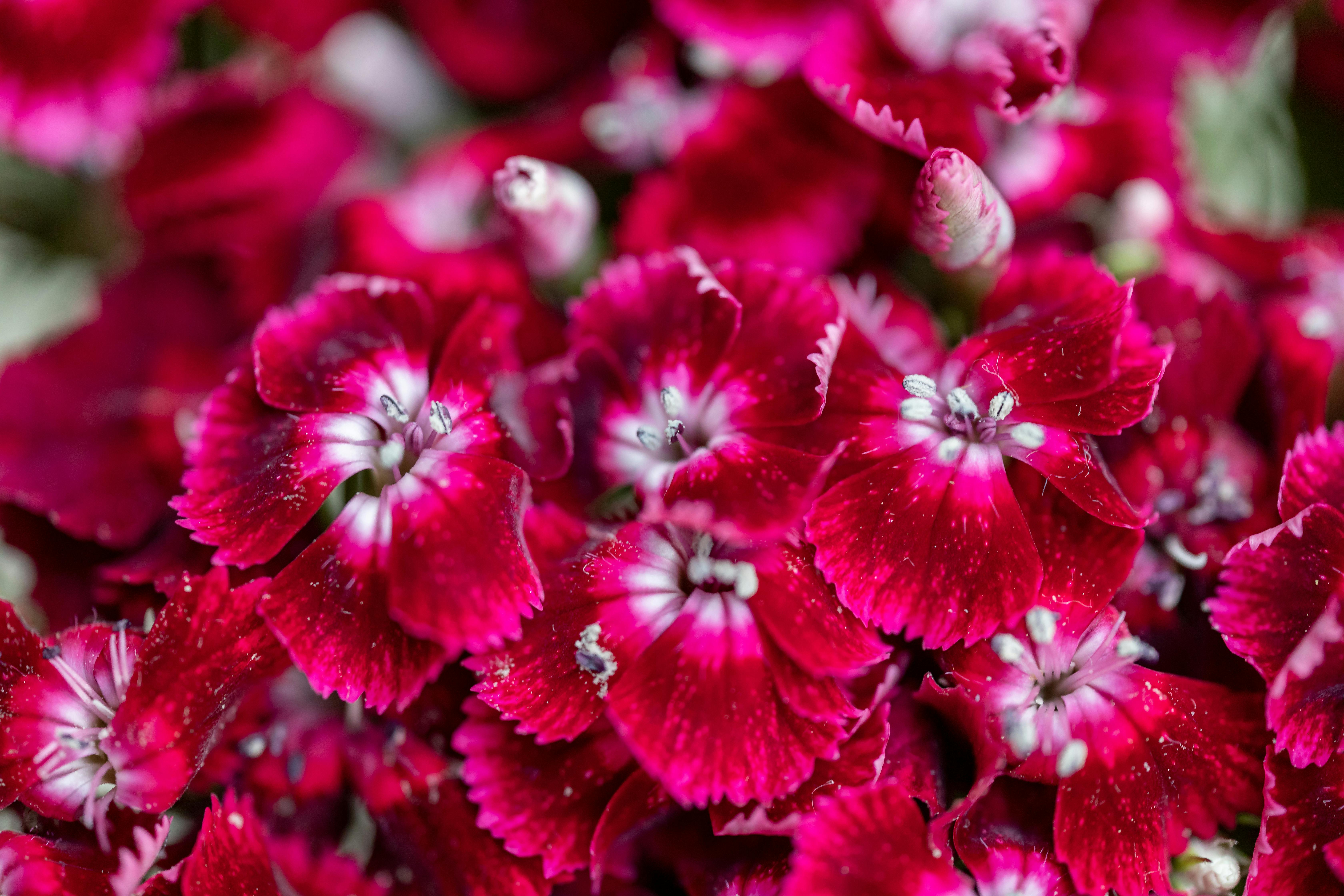 Nature Wallpaper Red Flowers Photos, Download The BEST Free Nature ...