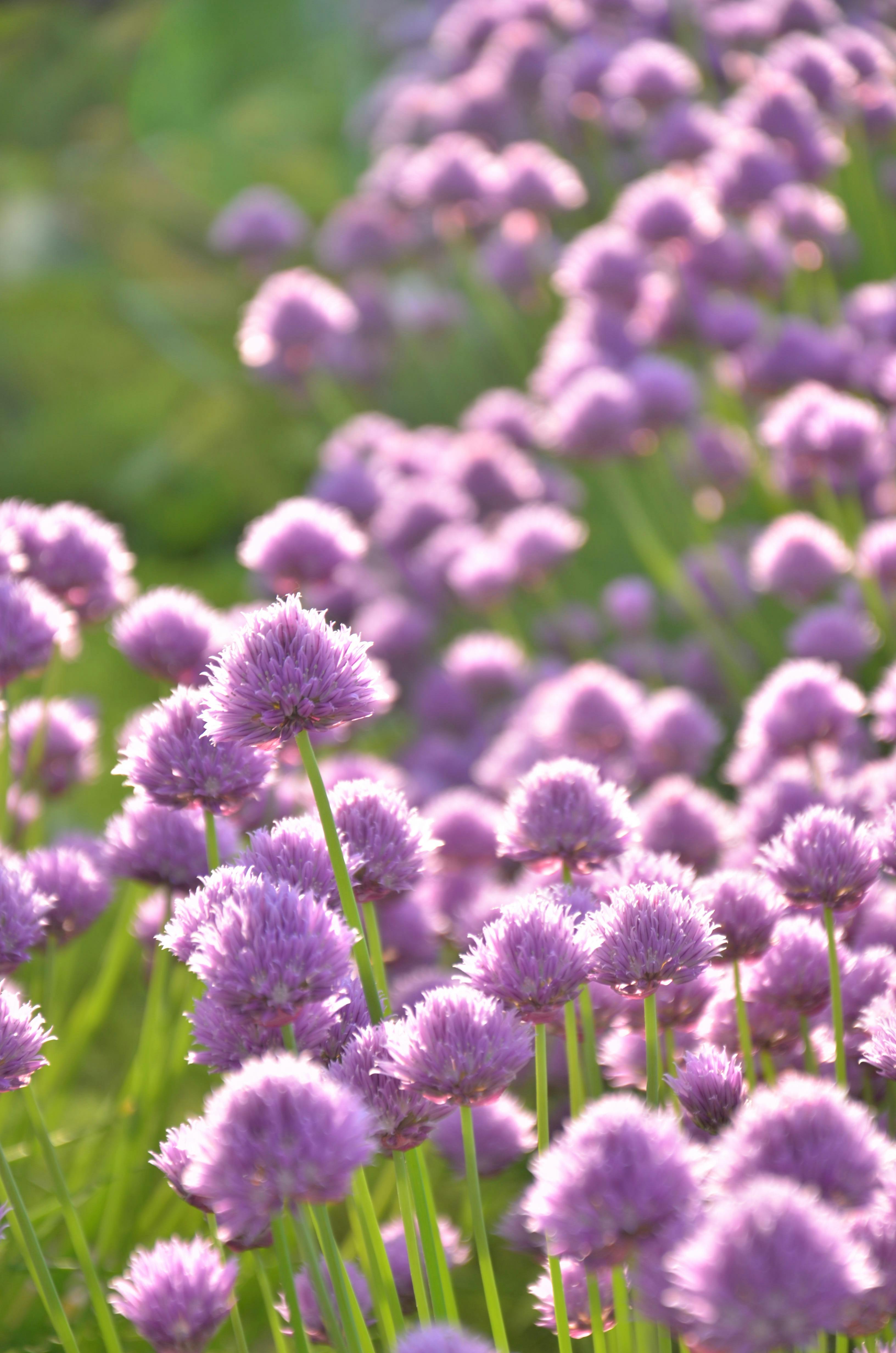 Blue Flowers in Tilt Shift Lens · Free Stock Photo
