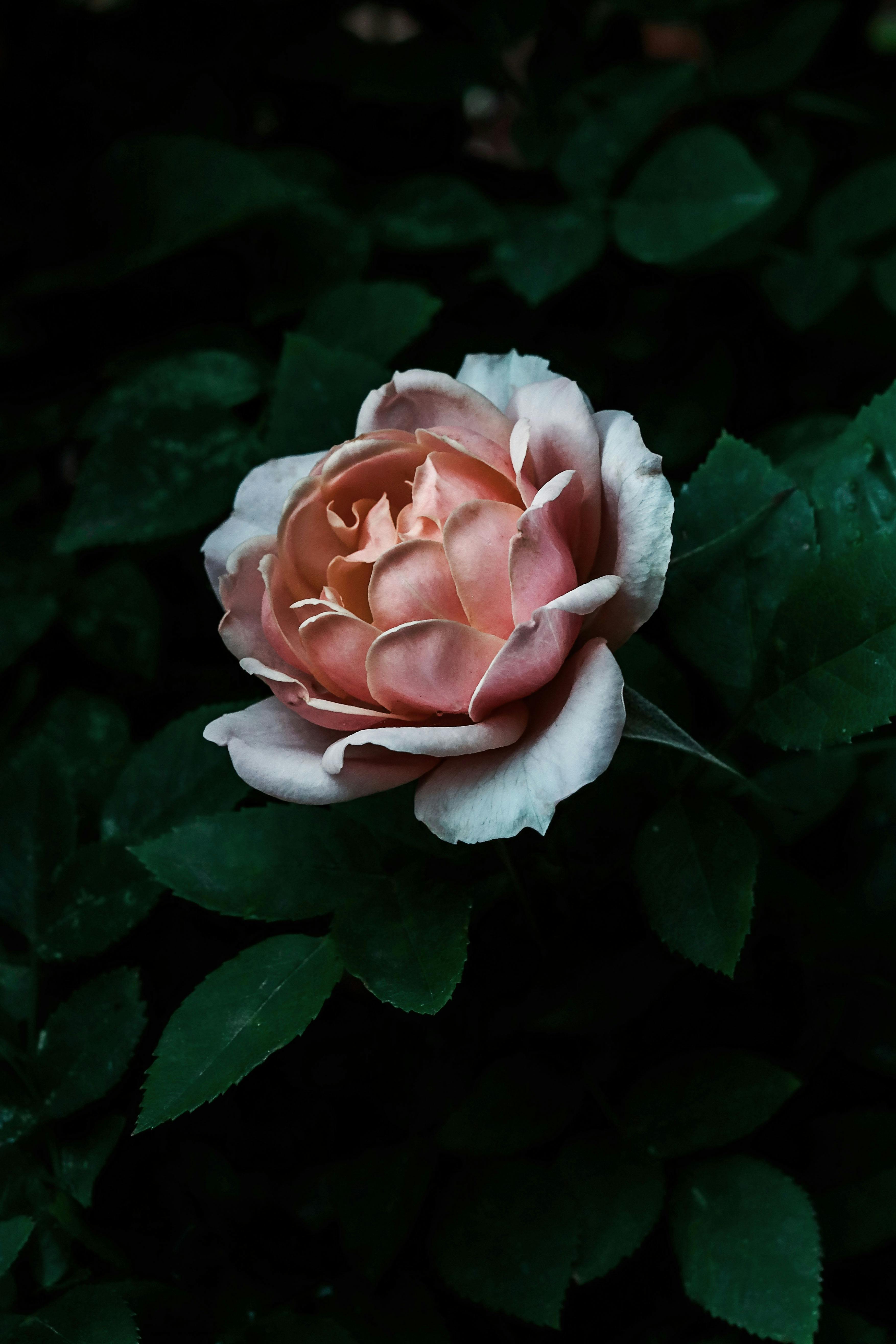20,000+ Best Pink Rose Photos · 100% Free Download · Pexels Stock Photos