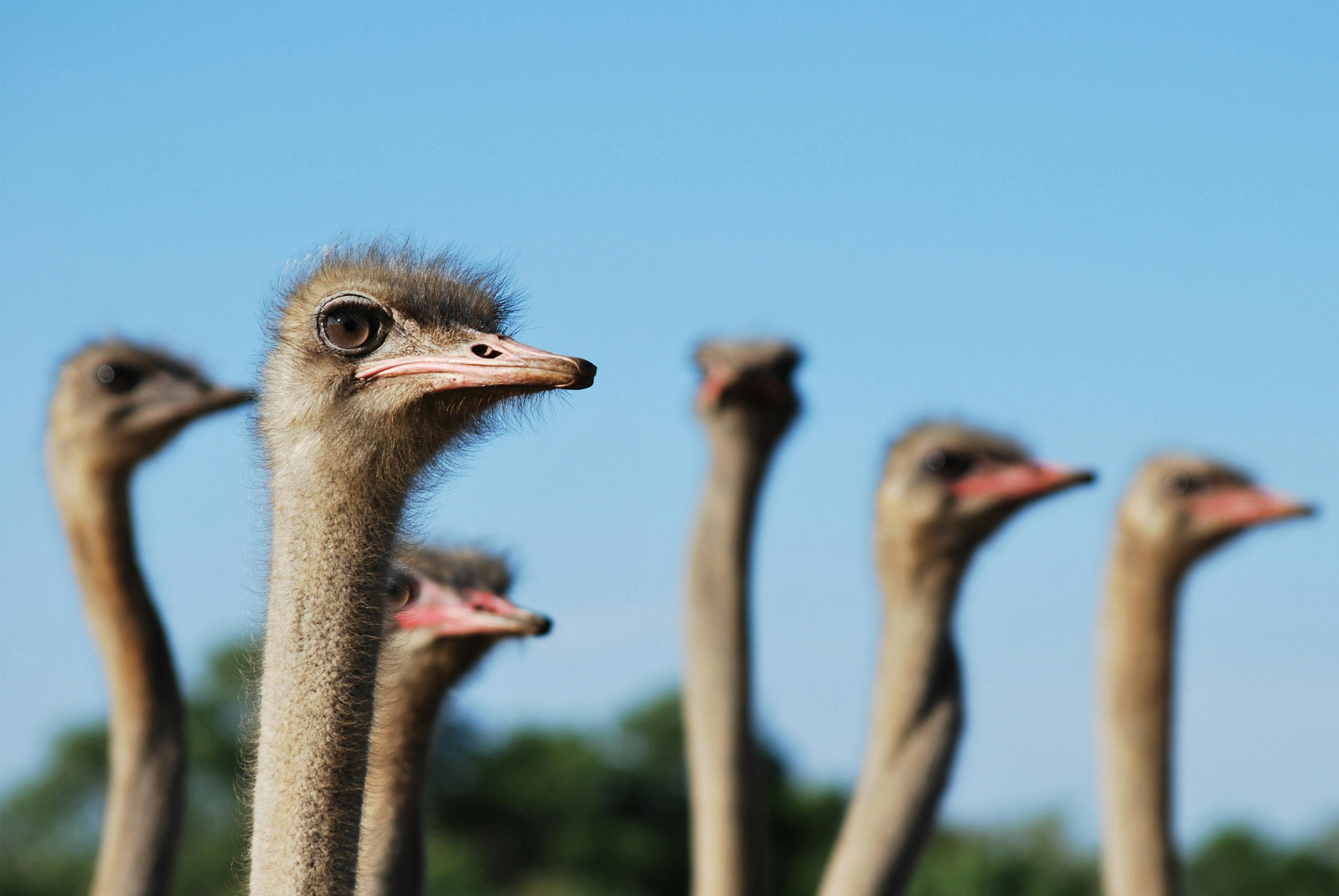 Ostriches Photos, Download The BEST Free Ostriches Stock Photos & HD Images