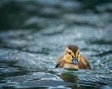 More 200 Undulating Synonyms. Similar words for Undulating.