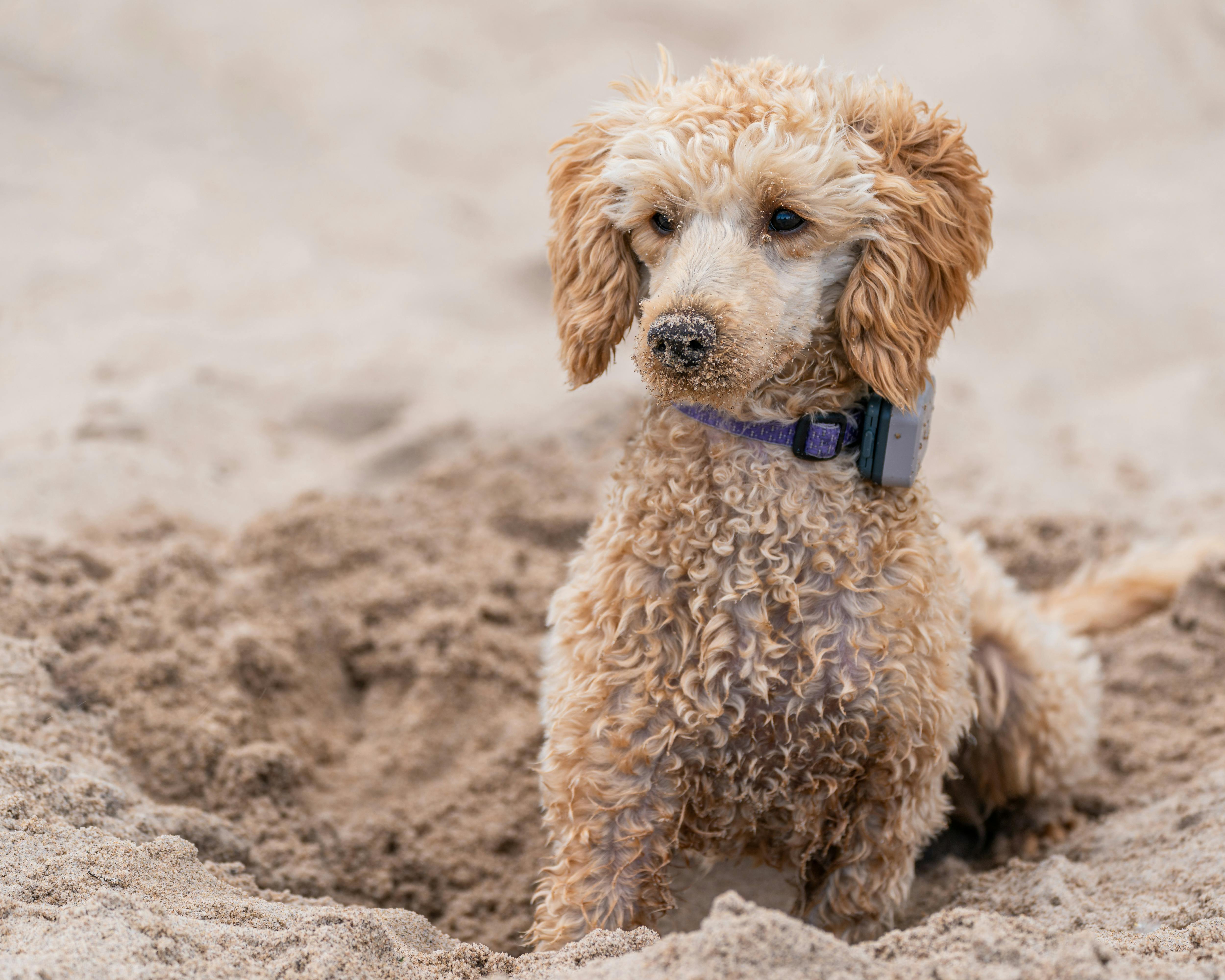 Adorable Poodle in collar on sandy shore · Free Stock Photo