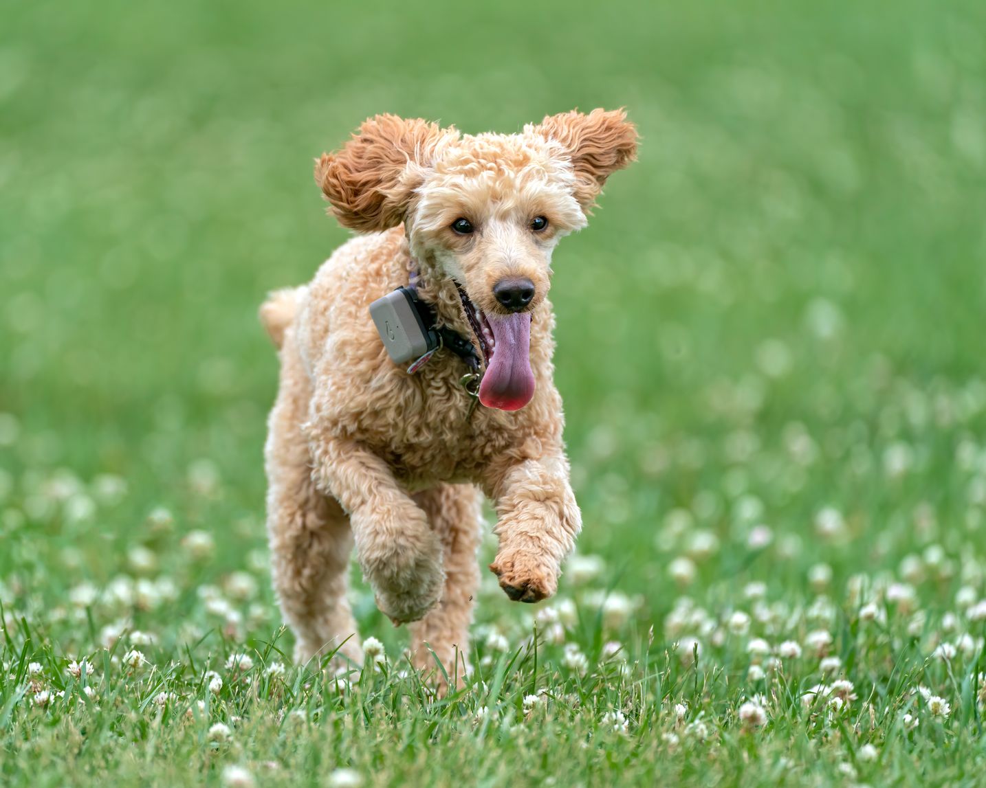 Poodle Dog Breed Guide: Facts, History, and Care Tips