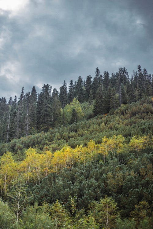 Forest Under Cloudy Sky · Free Stock Photo Forest Under Cloudy Sky · Free Stock Photo