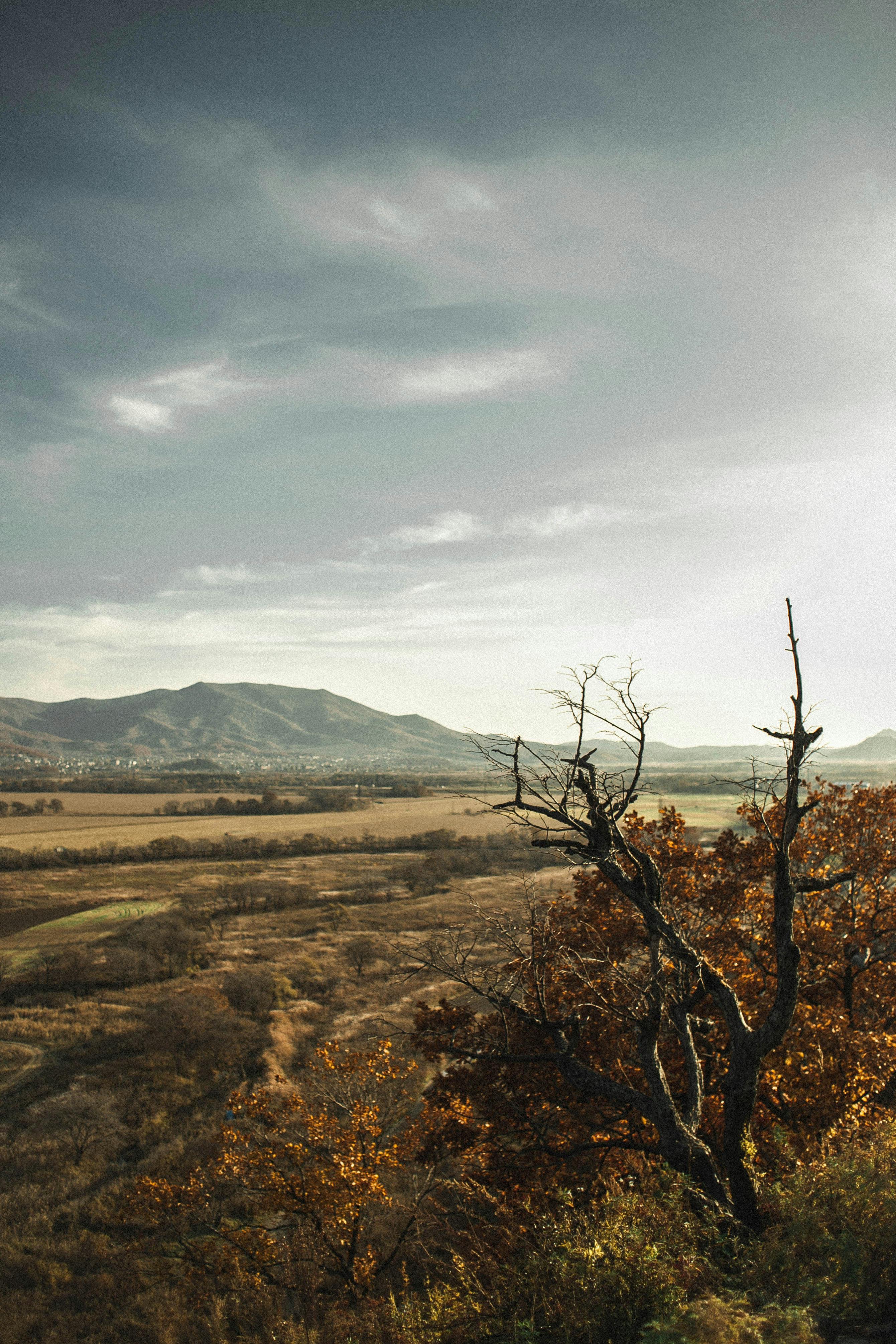 Paisaje Con Montaña Y Plantas Secas · Foto de stock gratuita