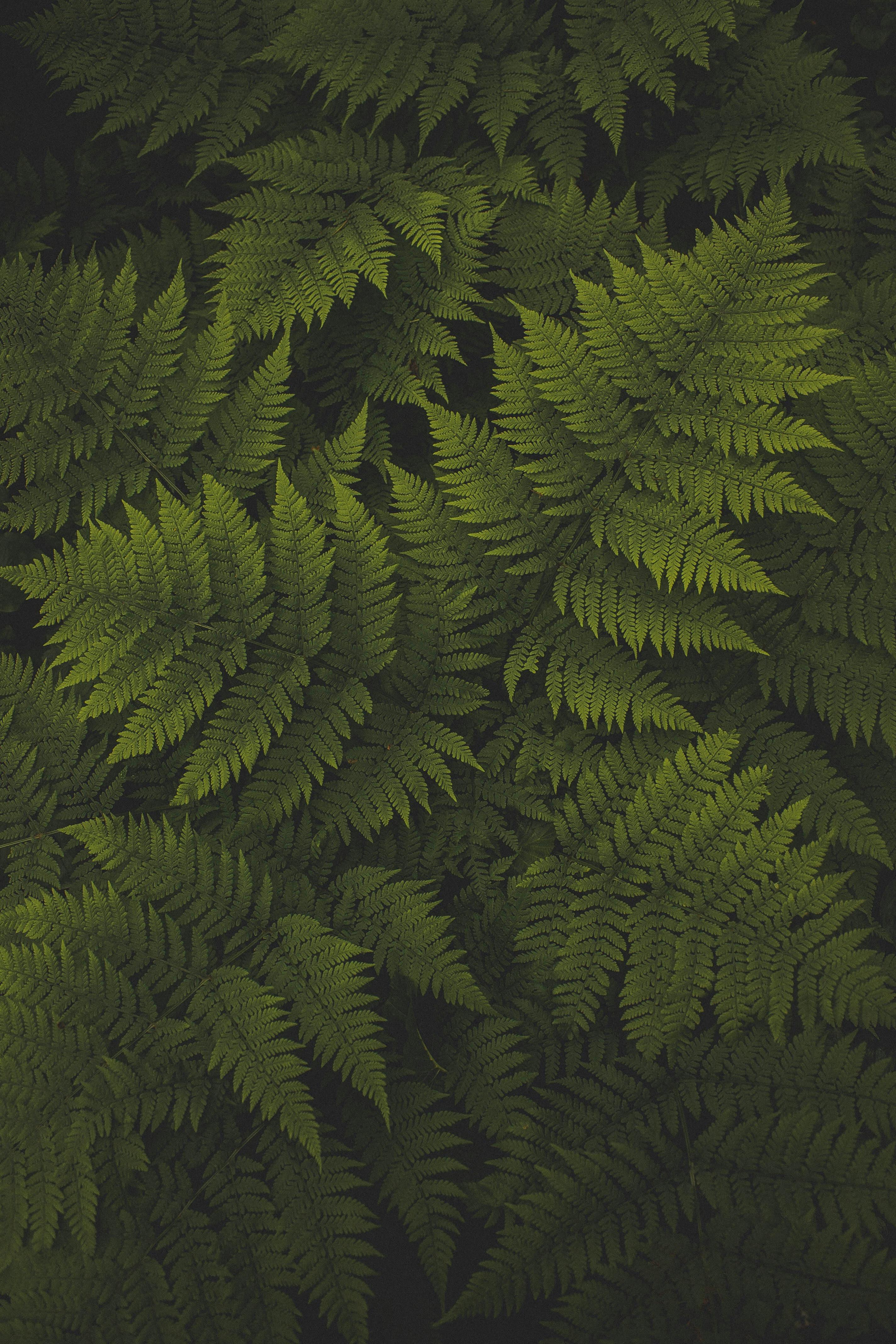 Fern Wallpaper Photos, Download The BEST Free Fern Wallpaper Stock ...