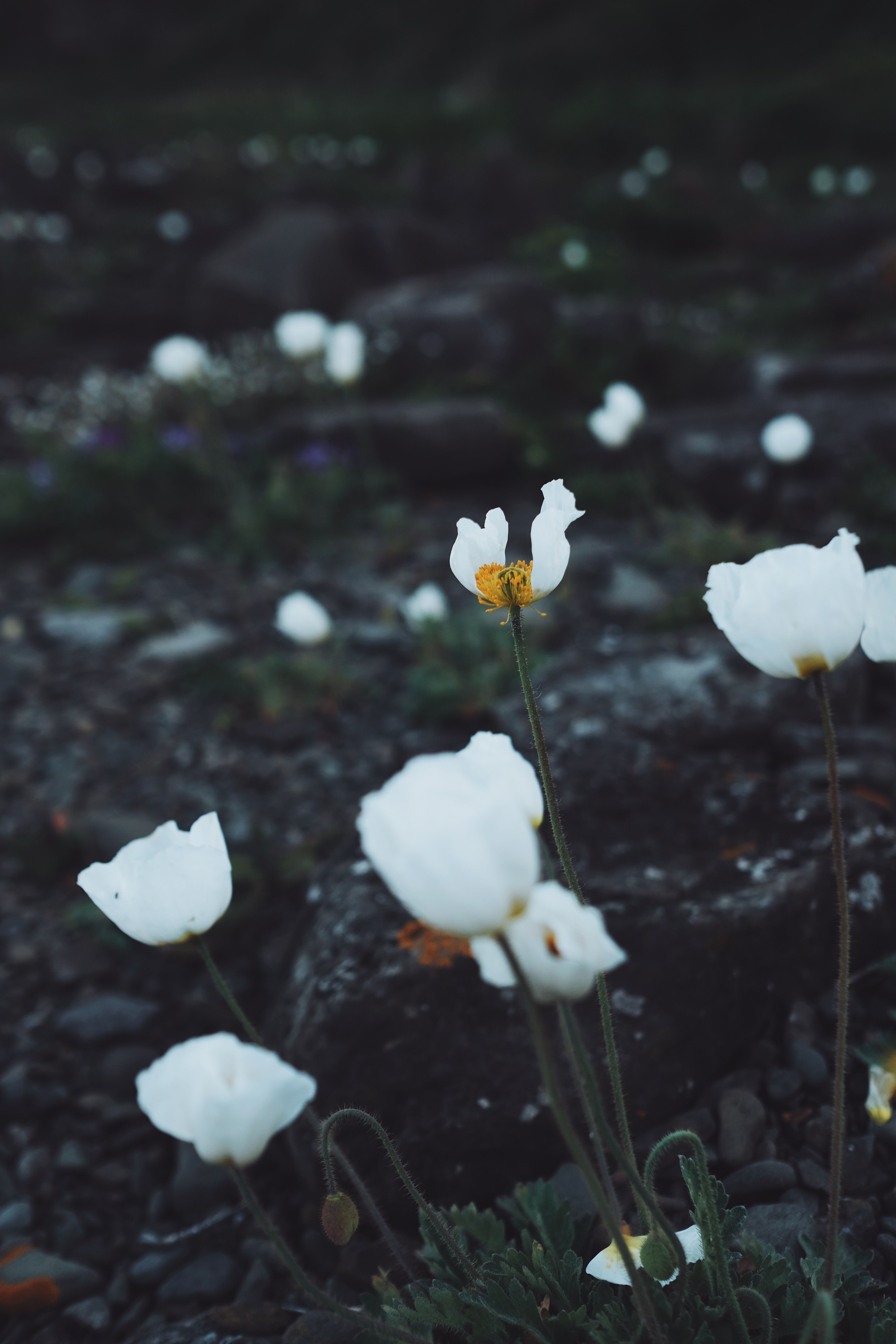 Close-up of White Flowers on the Ground · Free Stock Photo
