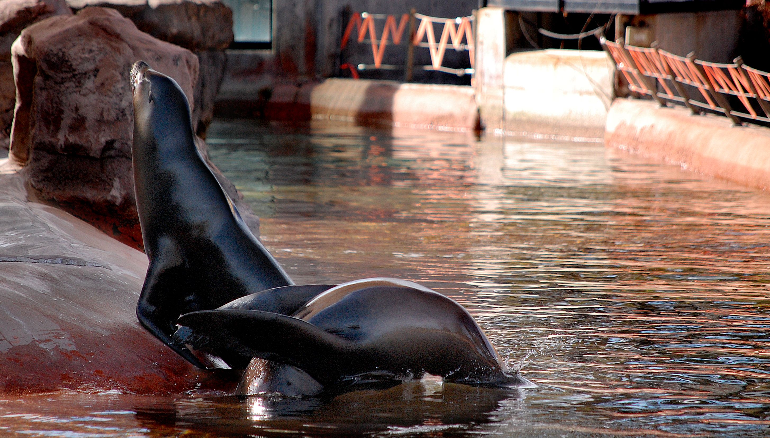 Free stock photo of Denver, seal, zoo