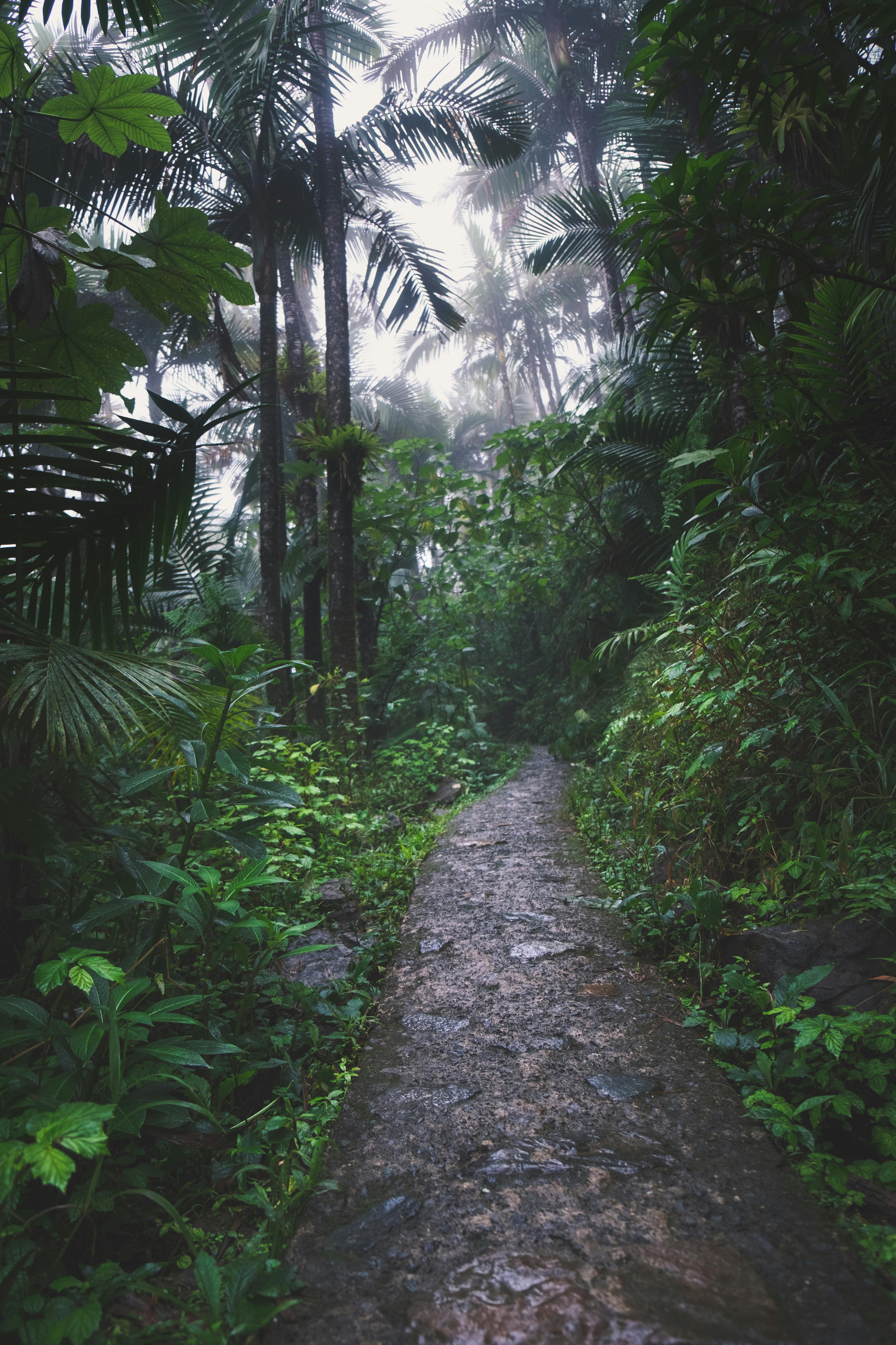 Green Tree · Free Stock Photo