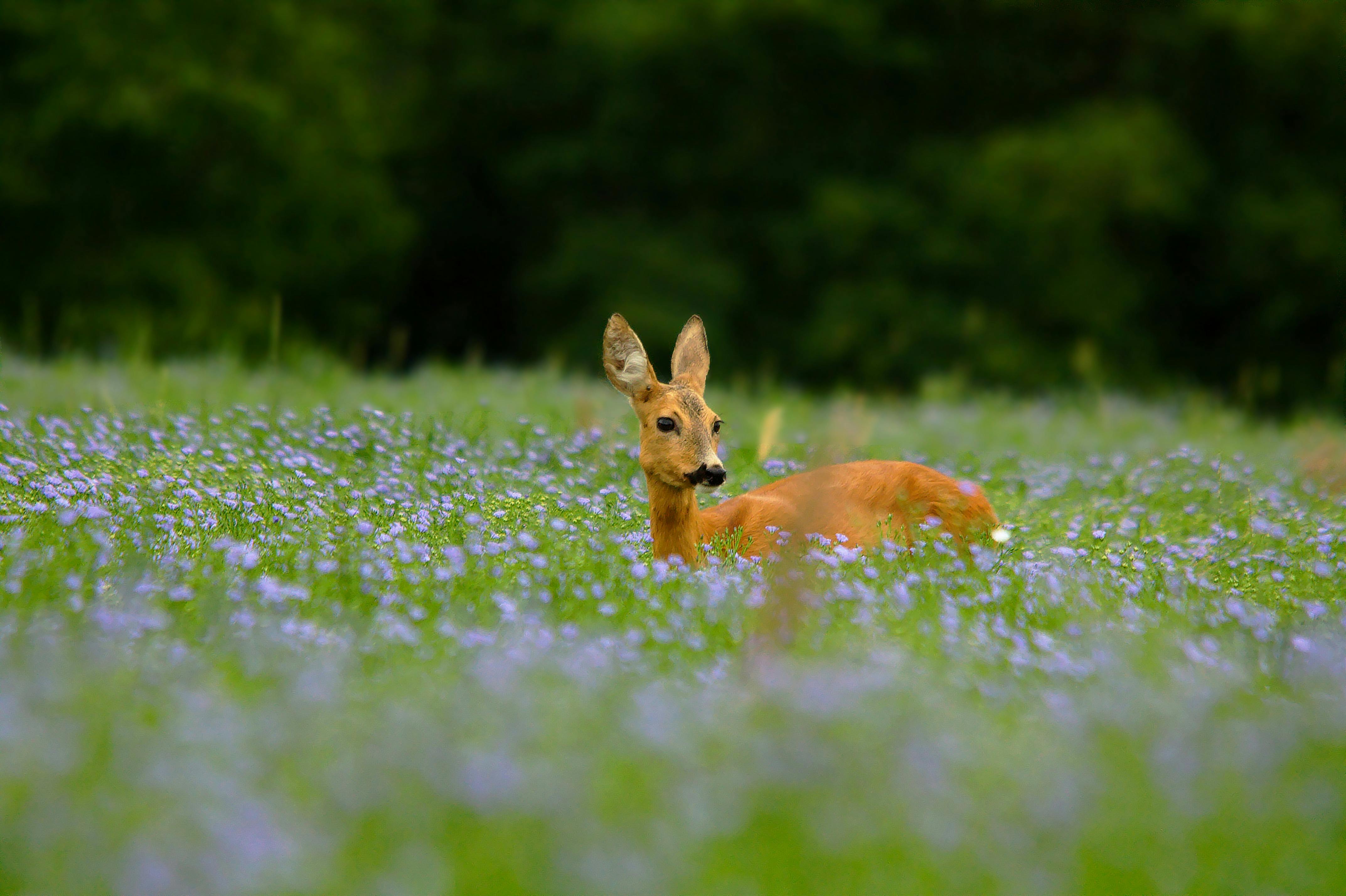 Photo Of deer On Flower Field · Free Stock Photo
