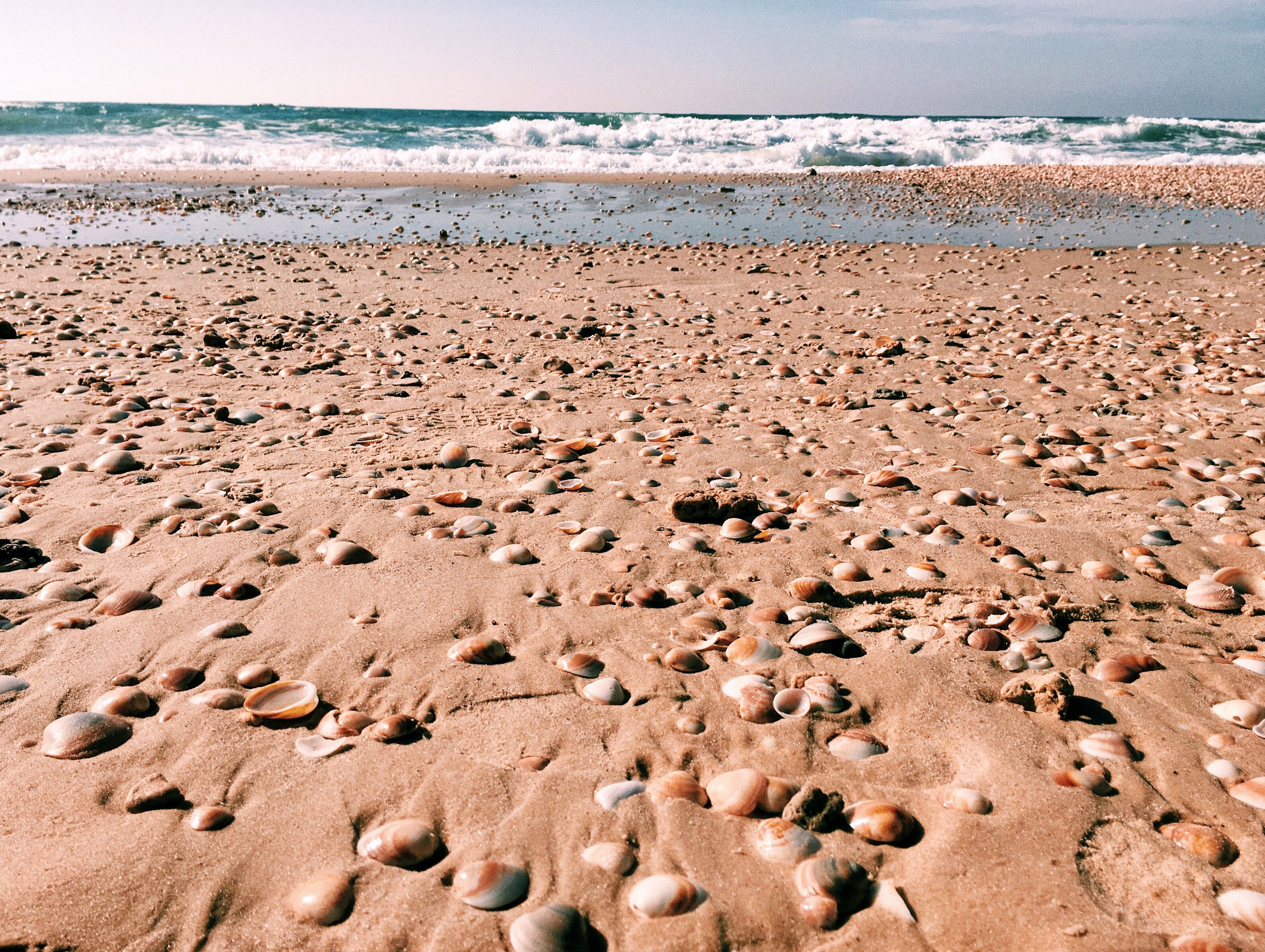 Kostenloses Foto zum Thema: mittelmeer, muscheln, strand