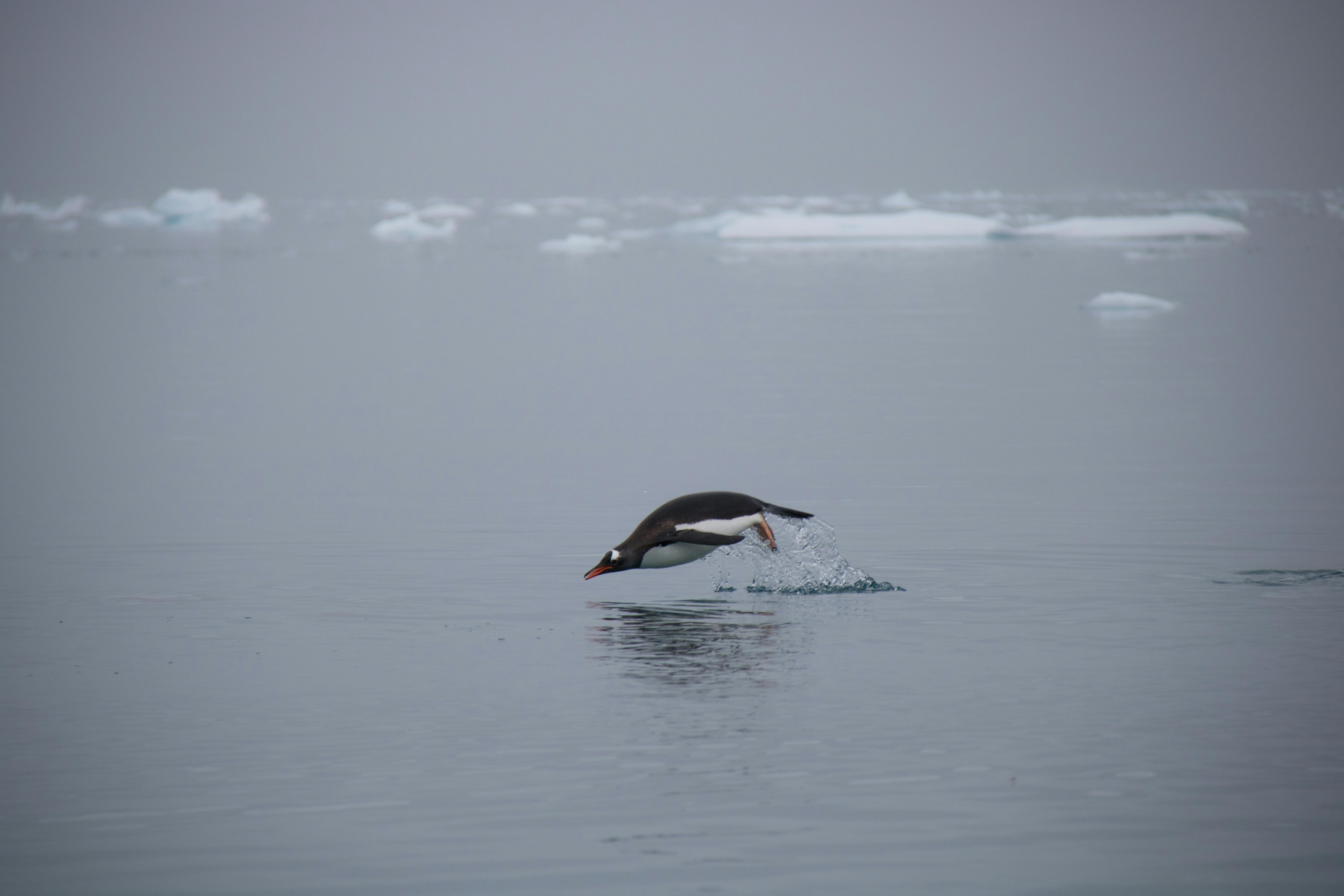A Penguin Diving Over the Sea · Free Stock Photo