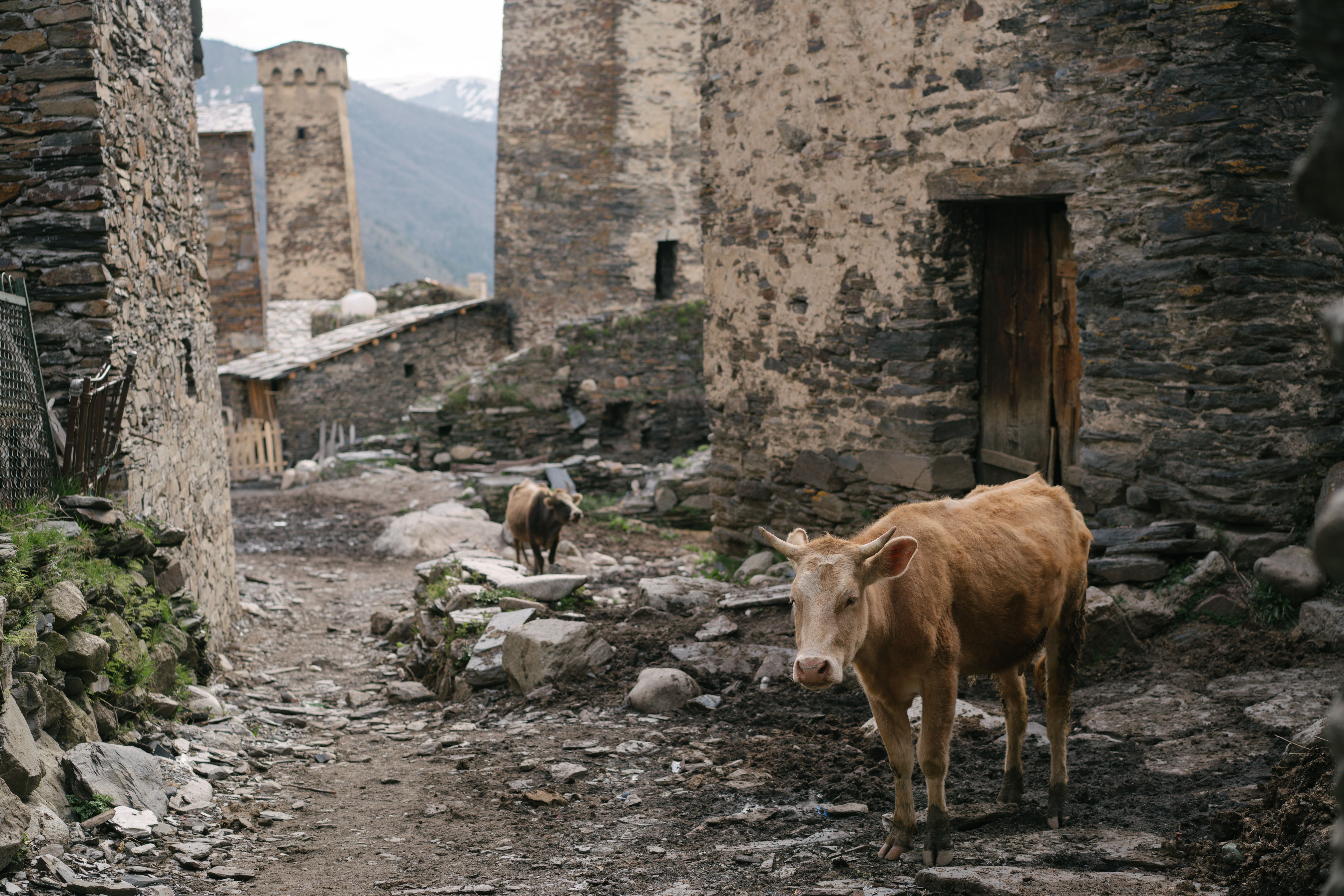 Cows in a Castle · Free Stock Photo