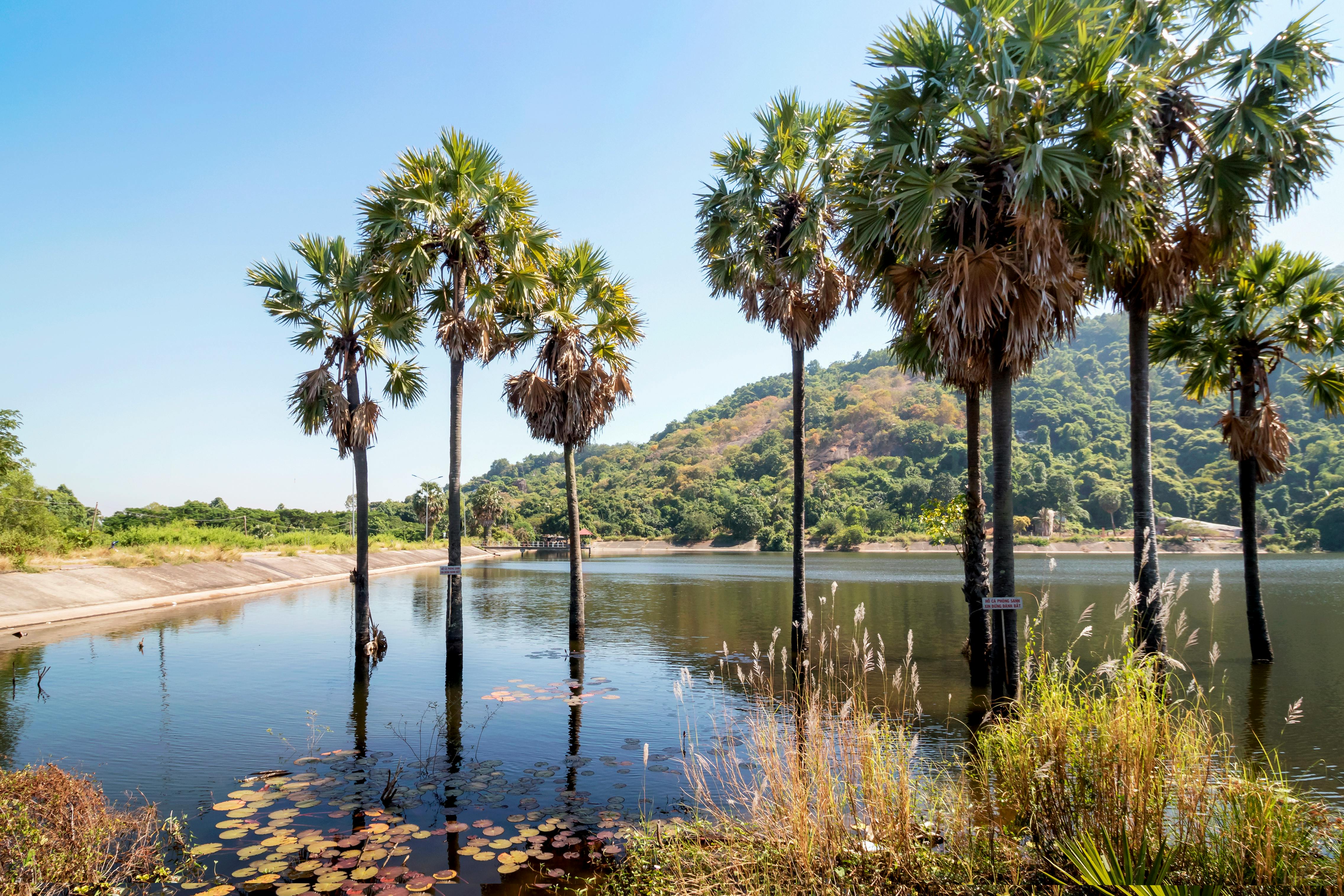 Green Palm Trees on a Swamp · Free Stock Photo