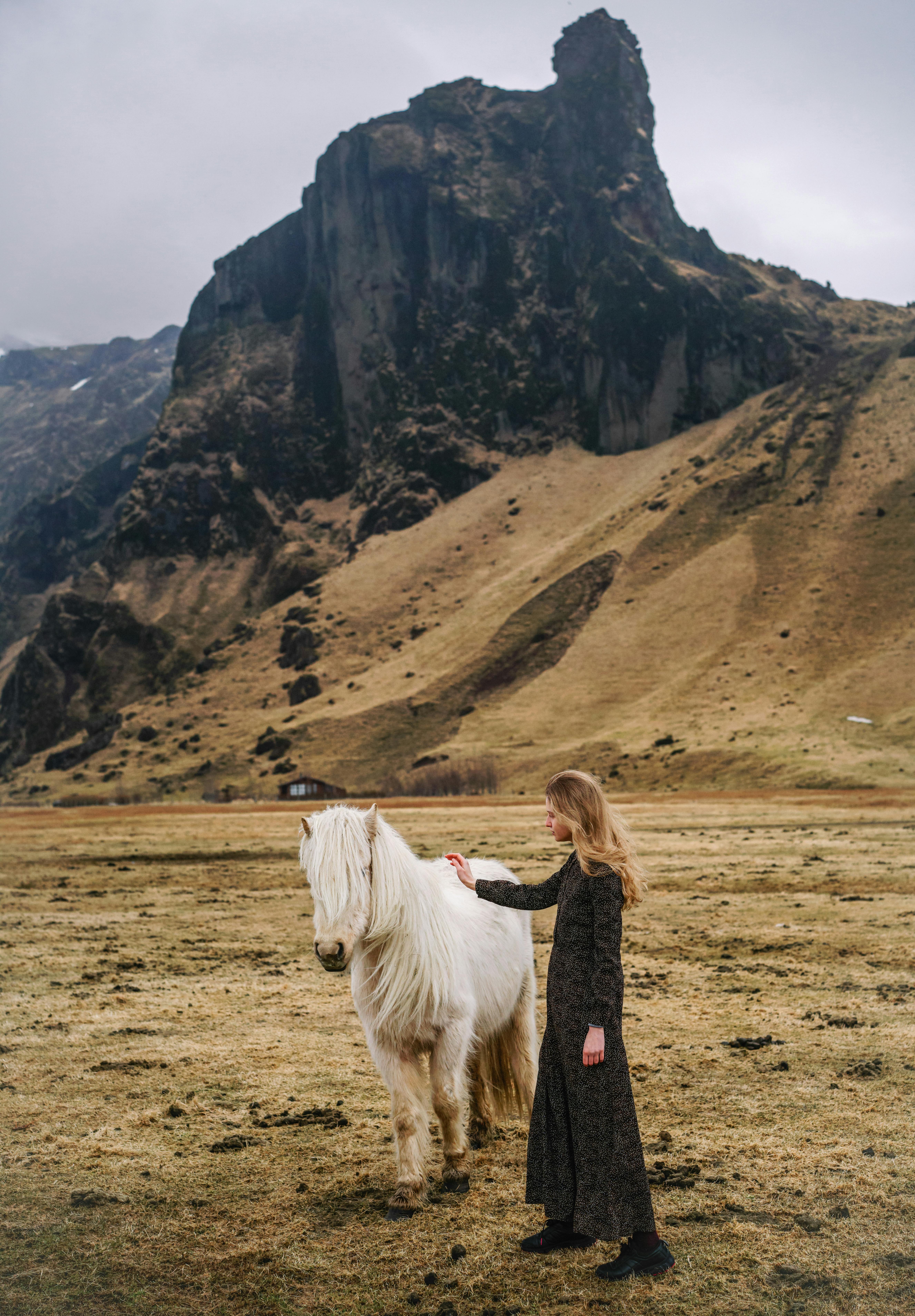 Horse Scenes Photos, Download The BEST Free Horse Scenes Stock Photos ...