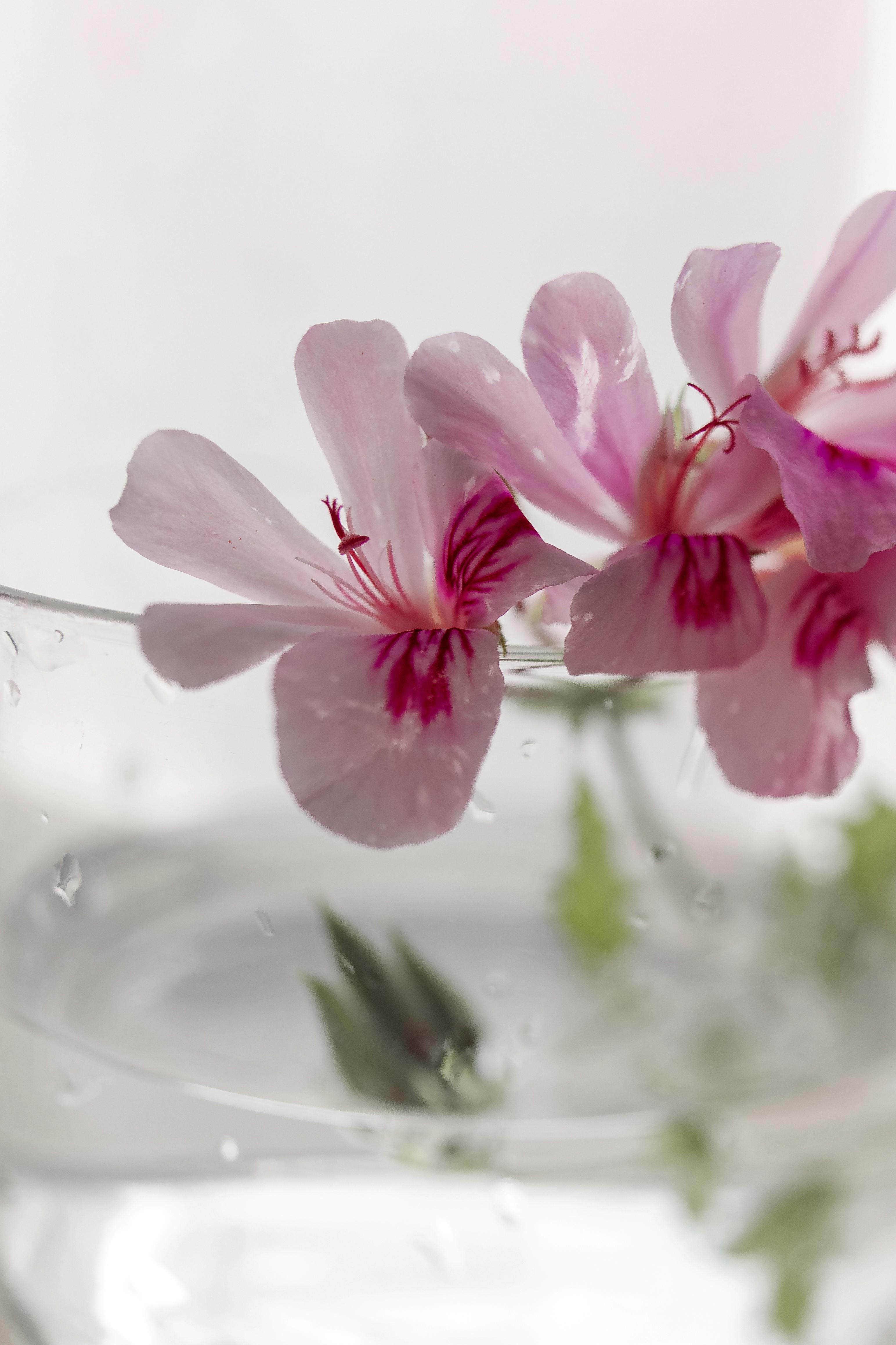 Blooming Flowers Photos, Download The BEST Free Blooming Flowers Stock ...