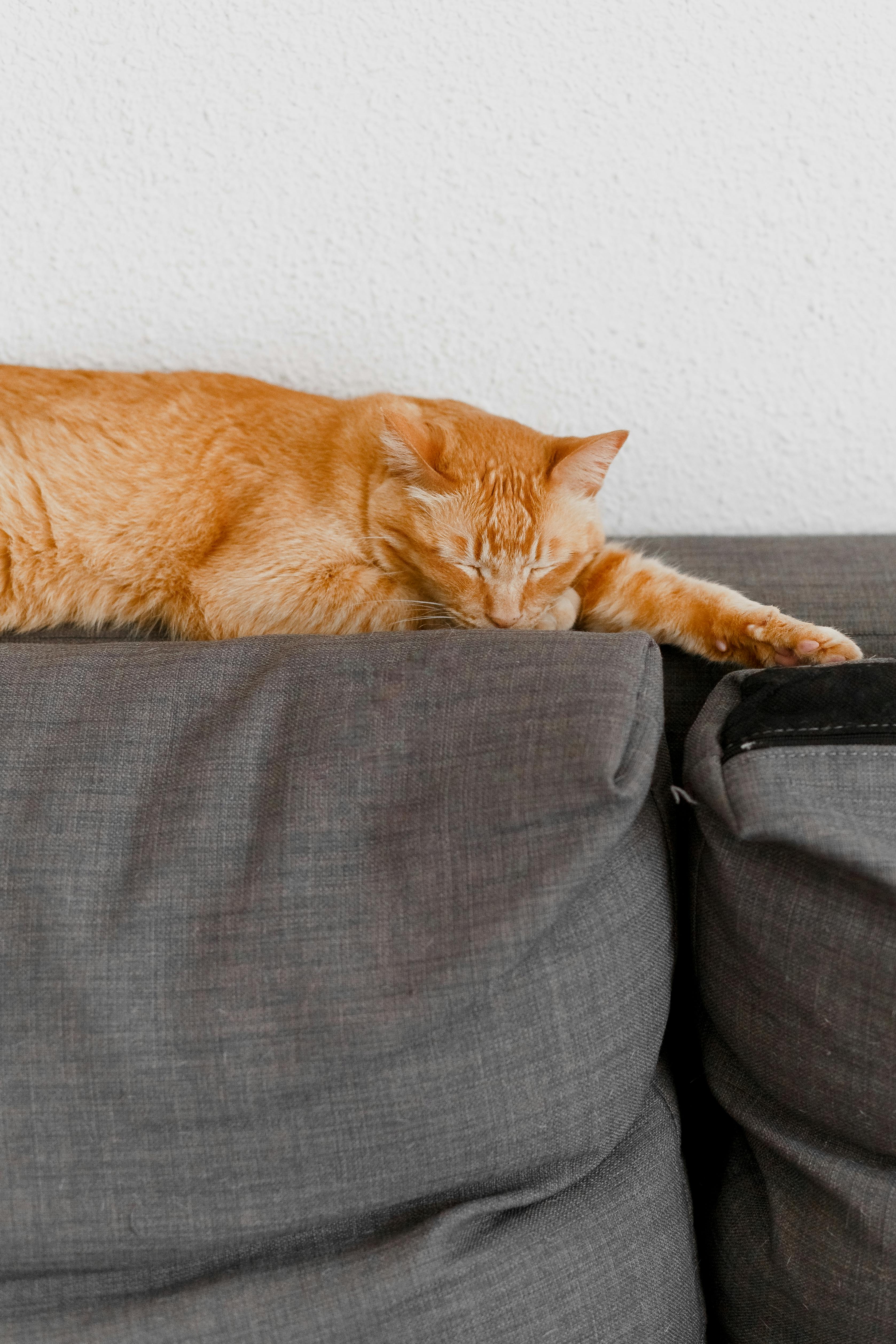 Orange Cat Photos, Download The BEST Free Orange Cat Stock Photos & HD ...