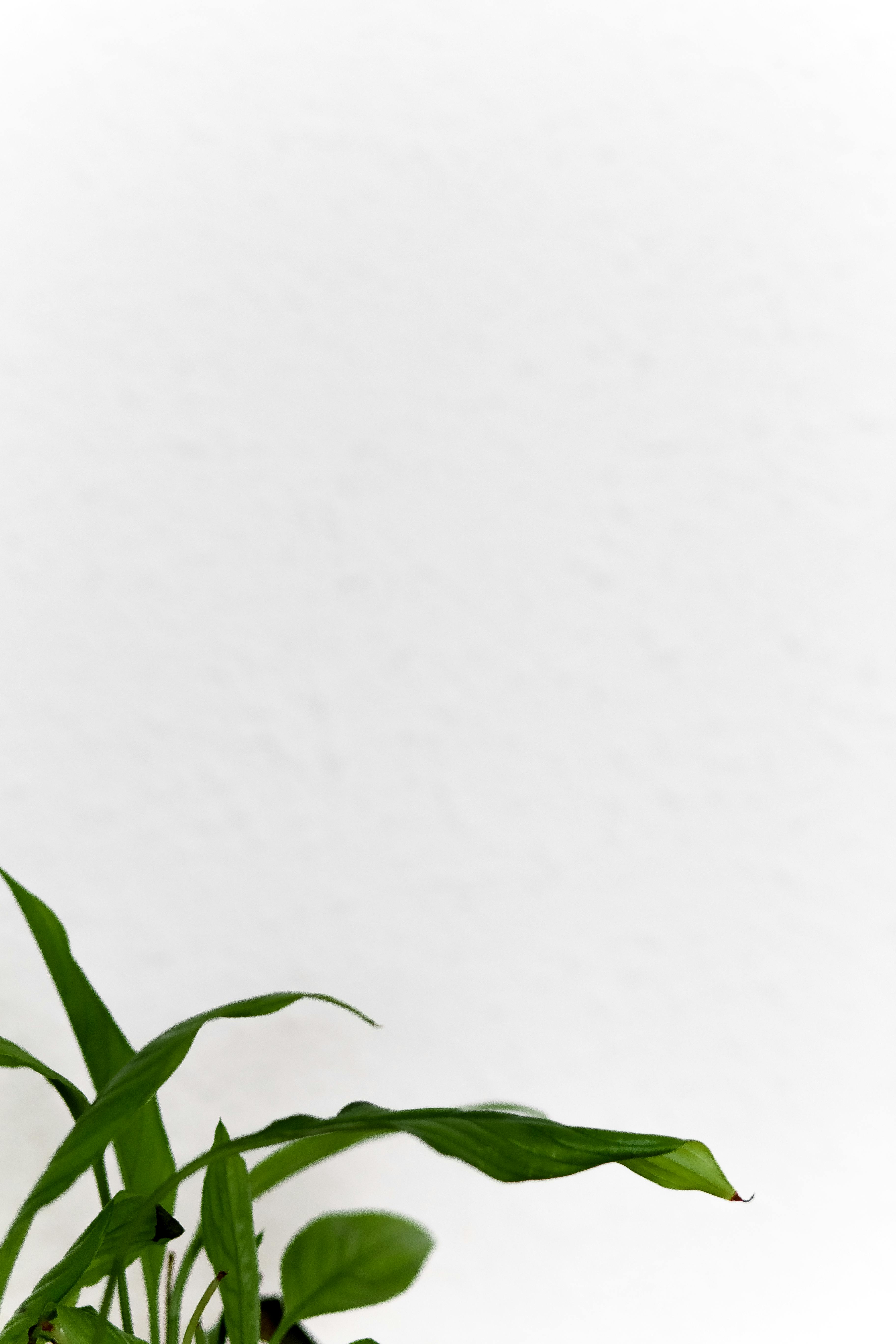 Plant Roos Photos, Download The BEST Free Plant Roos Stock Photos & HD ...