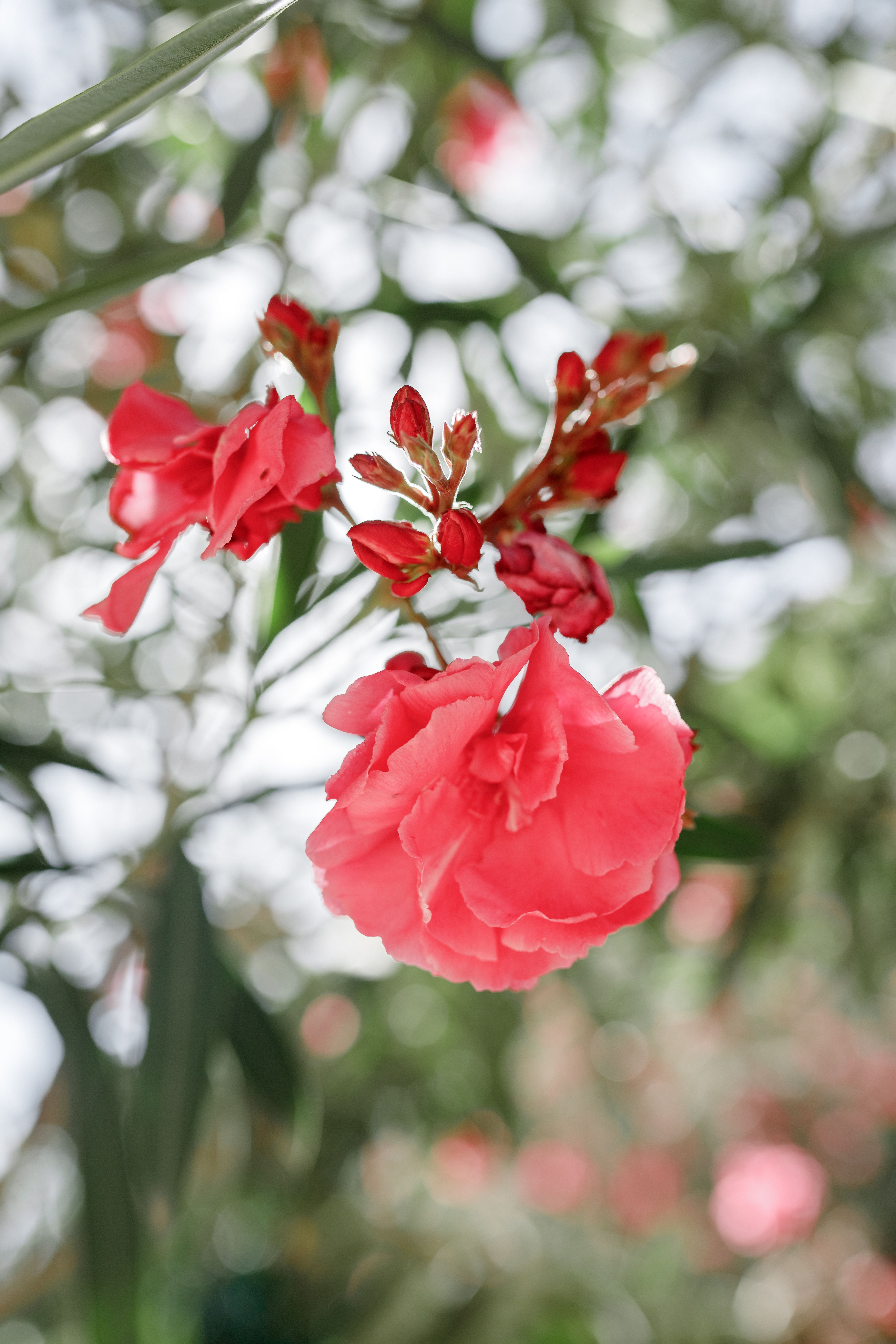 Red and Yellow Flower in Close Up Photography · Free Stock Photo