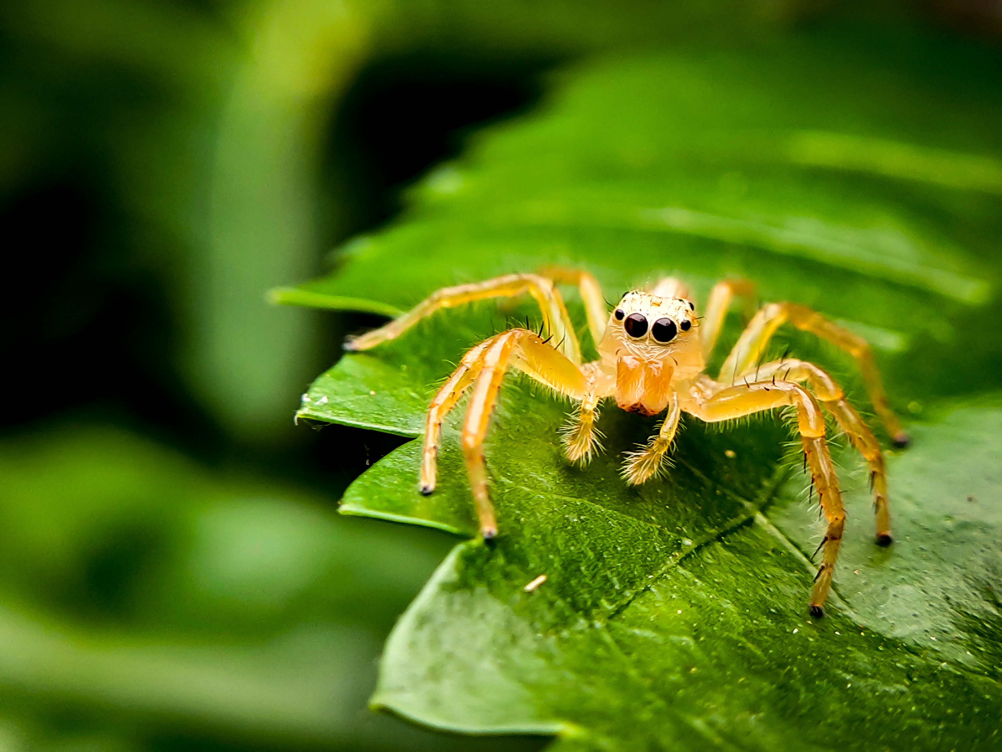Spider on Leaf · Free Stock Photo
