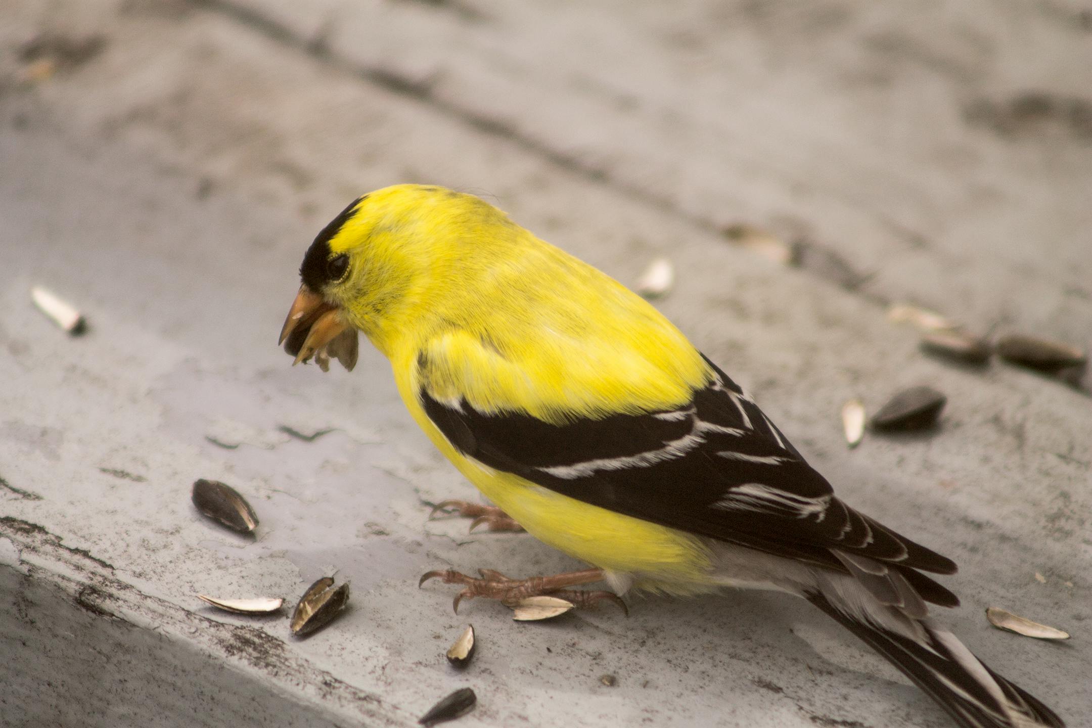 Free stock photo of American Goldfinch, cute, yellow