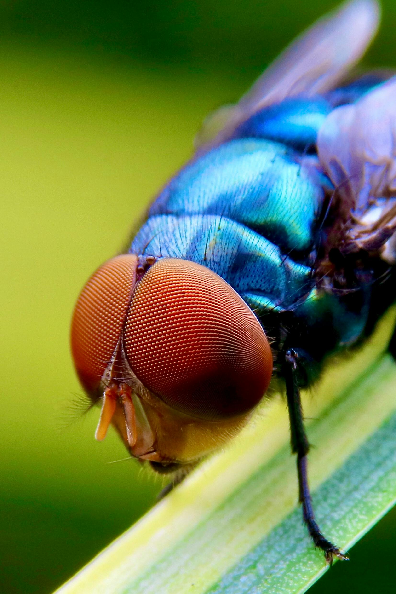 Macro Photography of Green Fly · Free Stock Photo