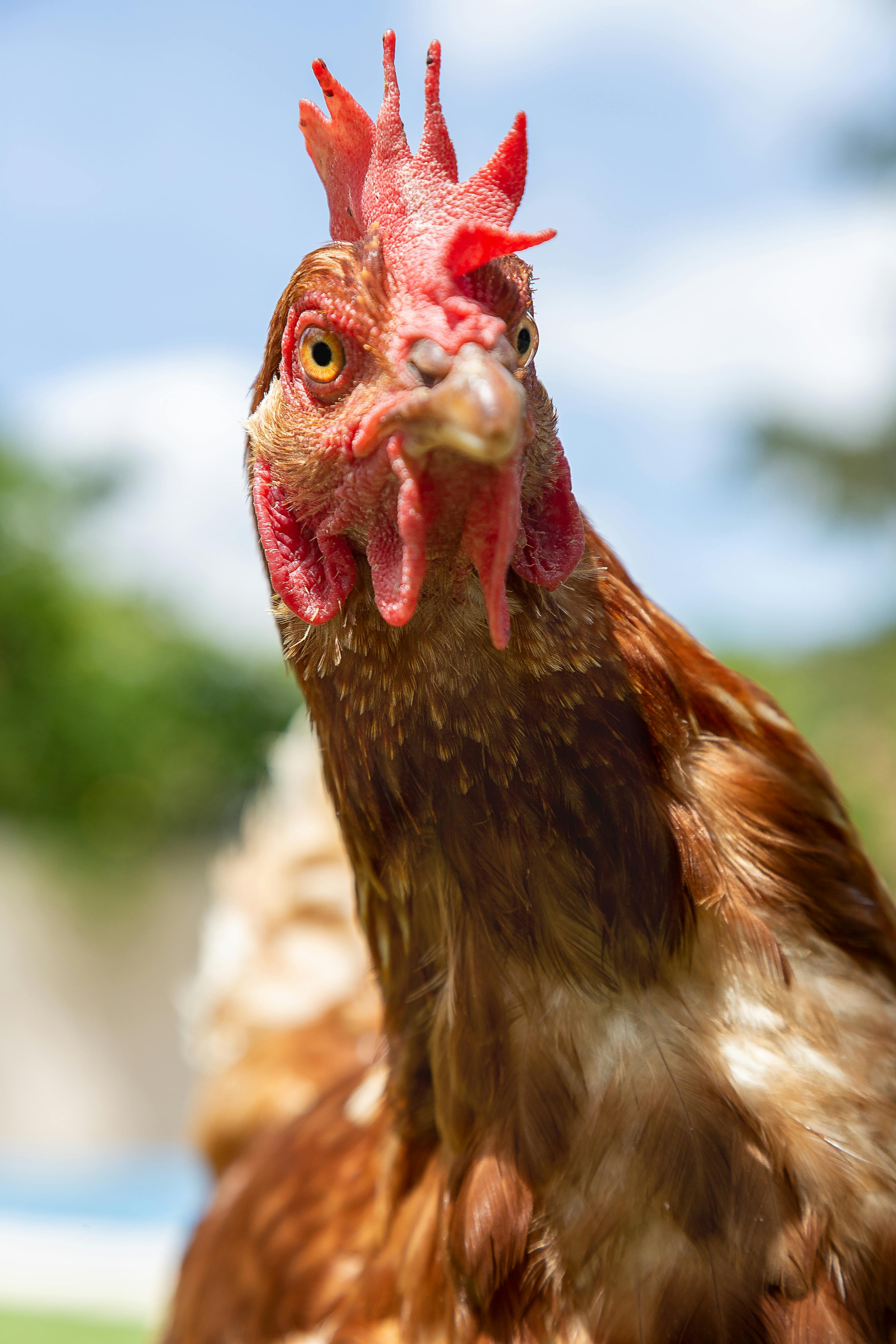 White Rooster · Free Stock Photo