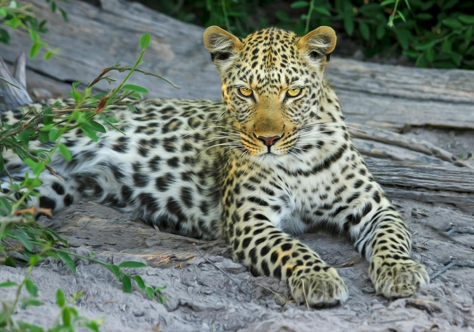 Animals Leopard Photos, Download The BEST Free Animals Leopard Stock ...
