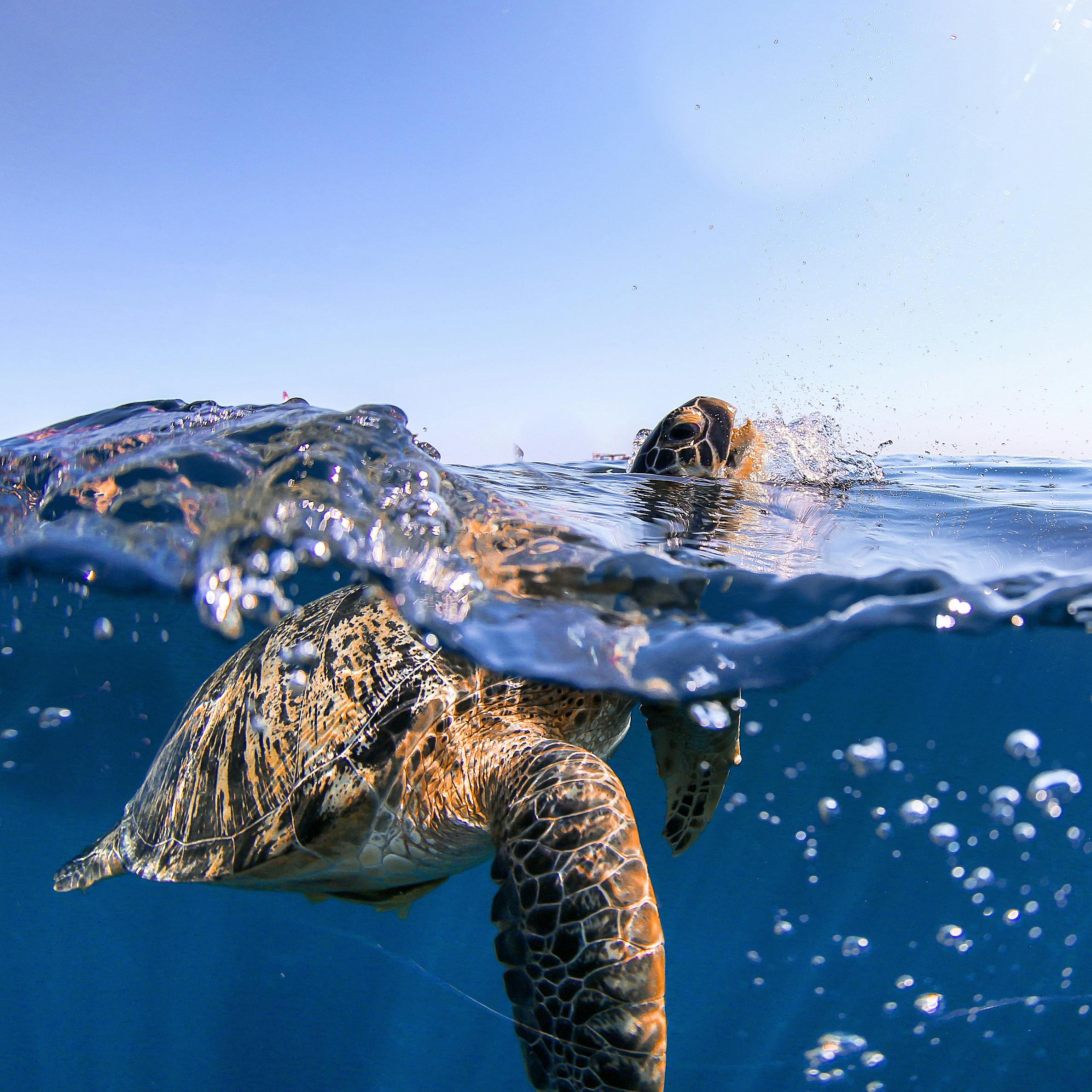 Brown and White Turtle on the Beach · Free Stock Photo