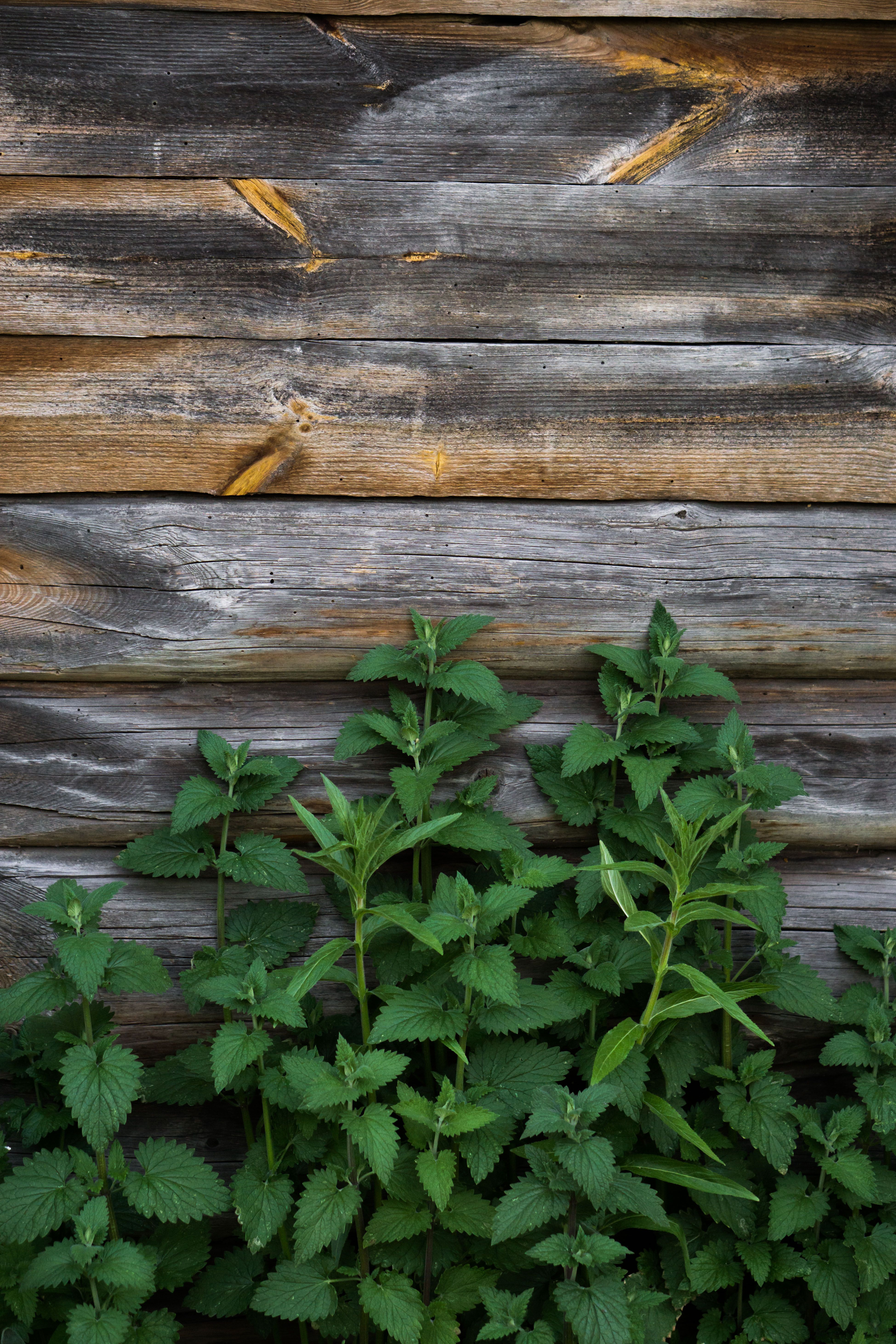 free-stock-photo-from-dominykas-pexels