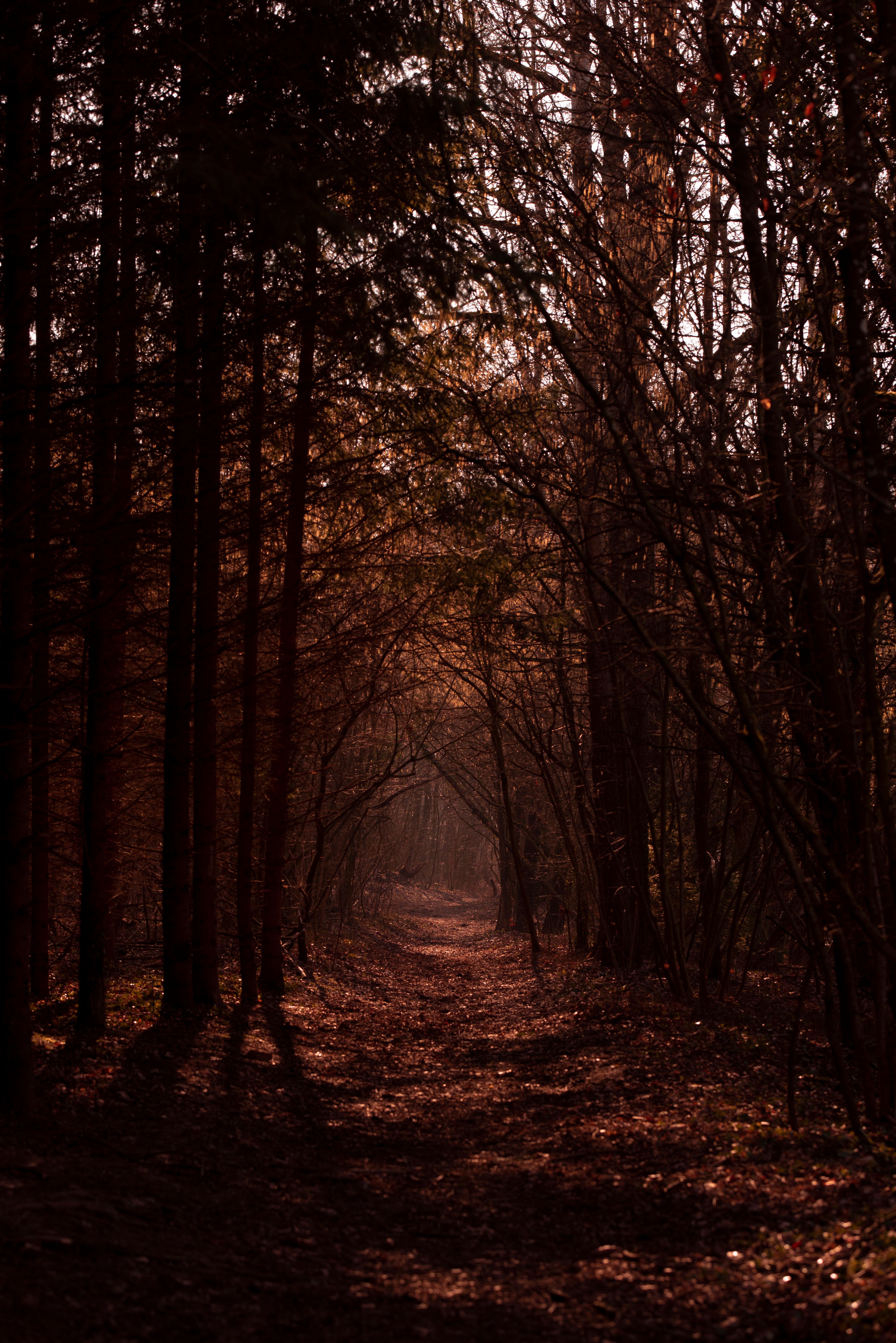 Brown Trees on the Field · Free Stock Photo