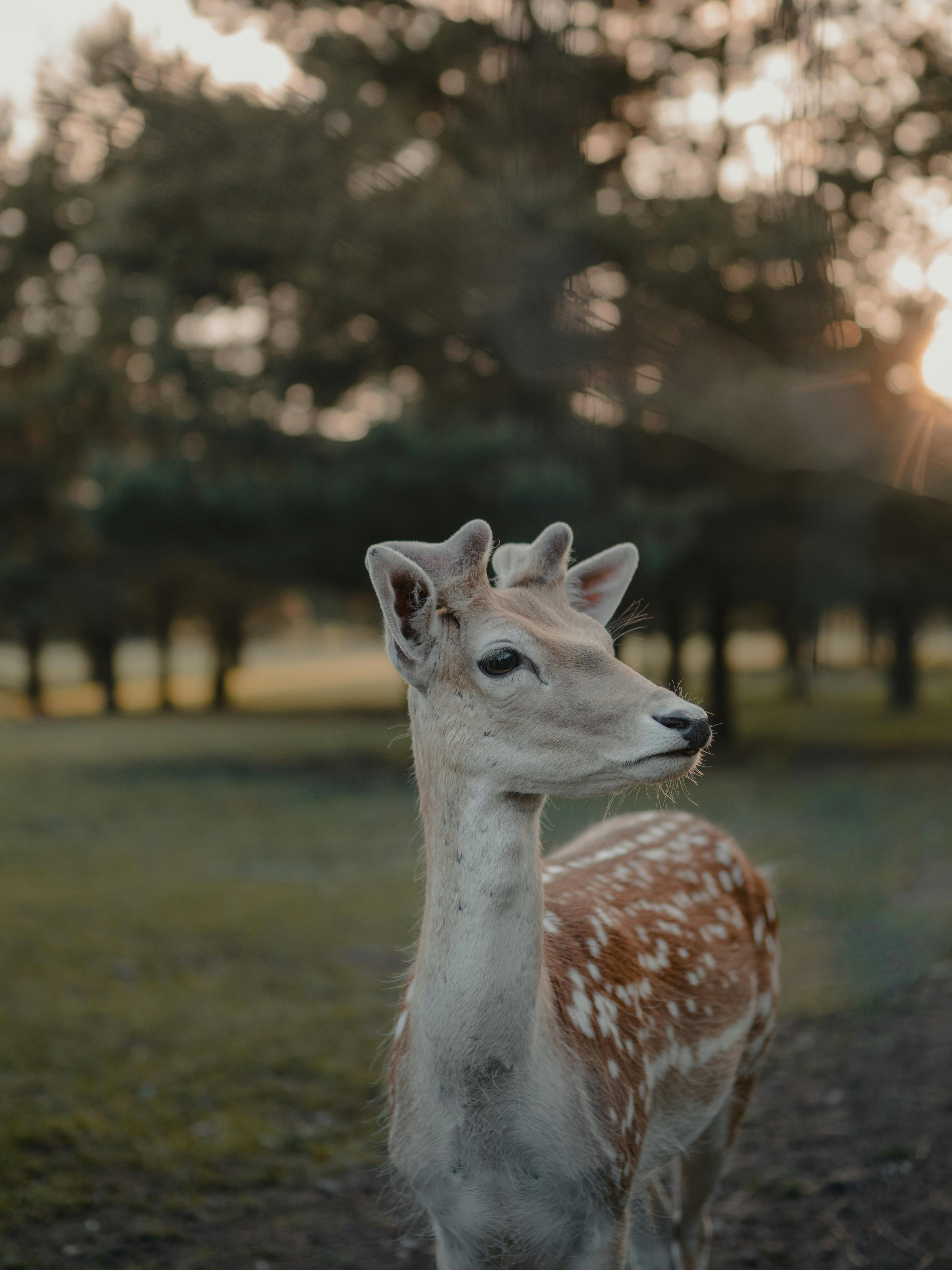 Shallow Focus Photo of Brown Deer · Free Stock Photo