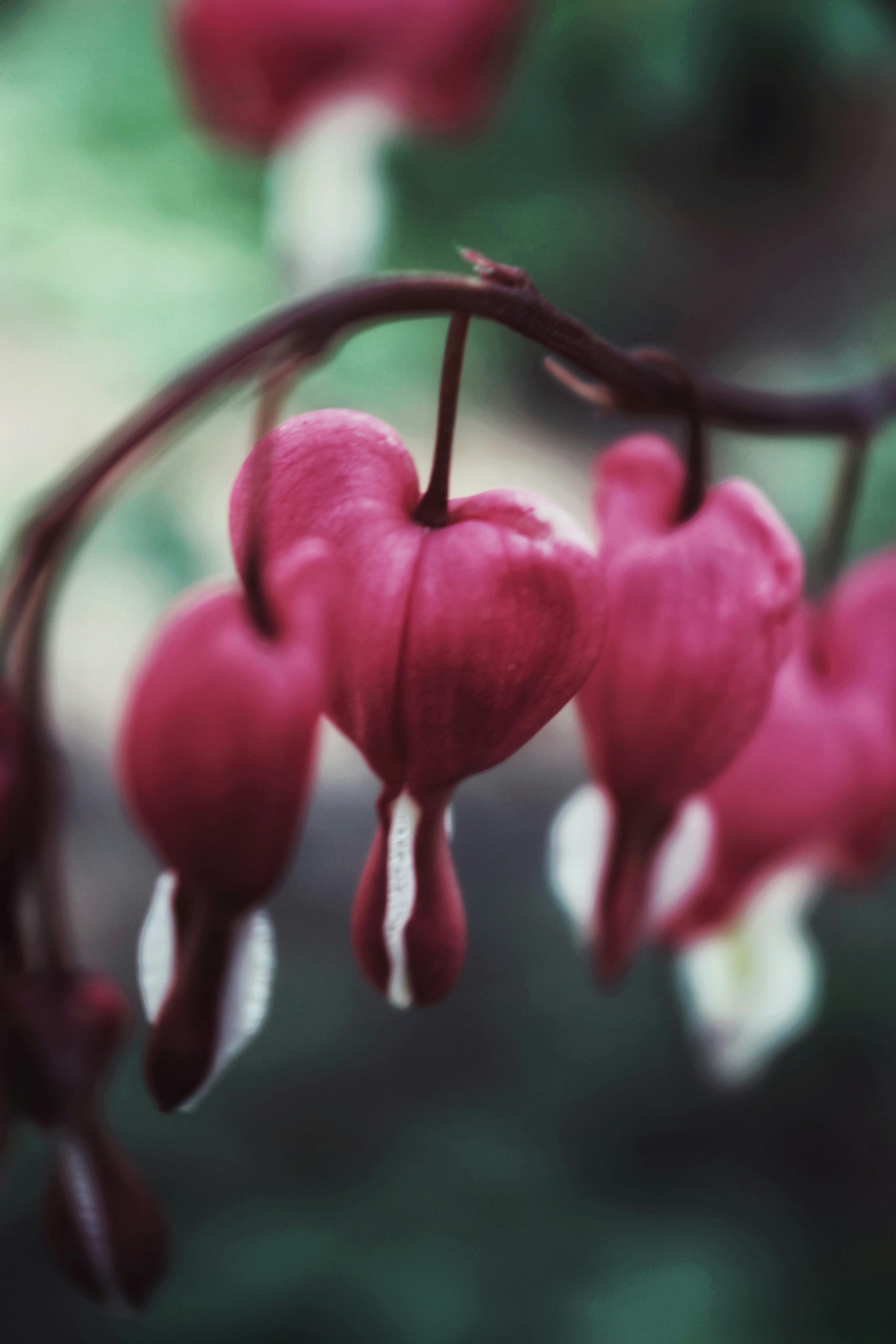 An Asian Bleeding Heart Flower Photo · Free Stock Photo