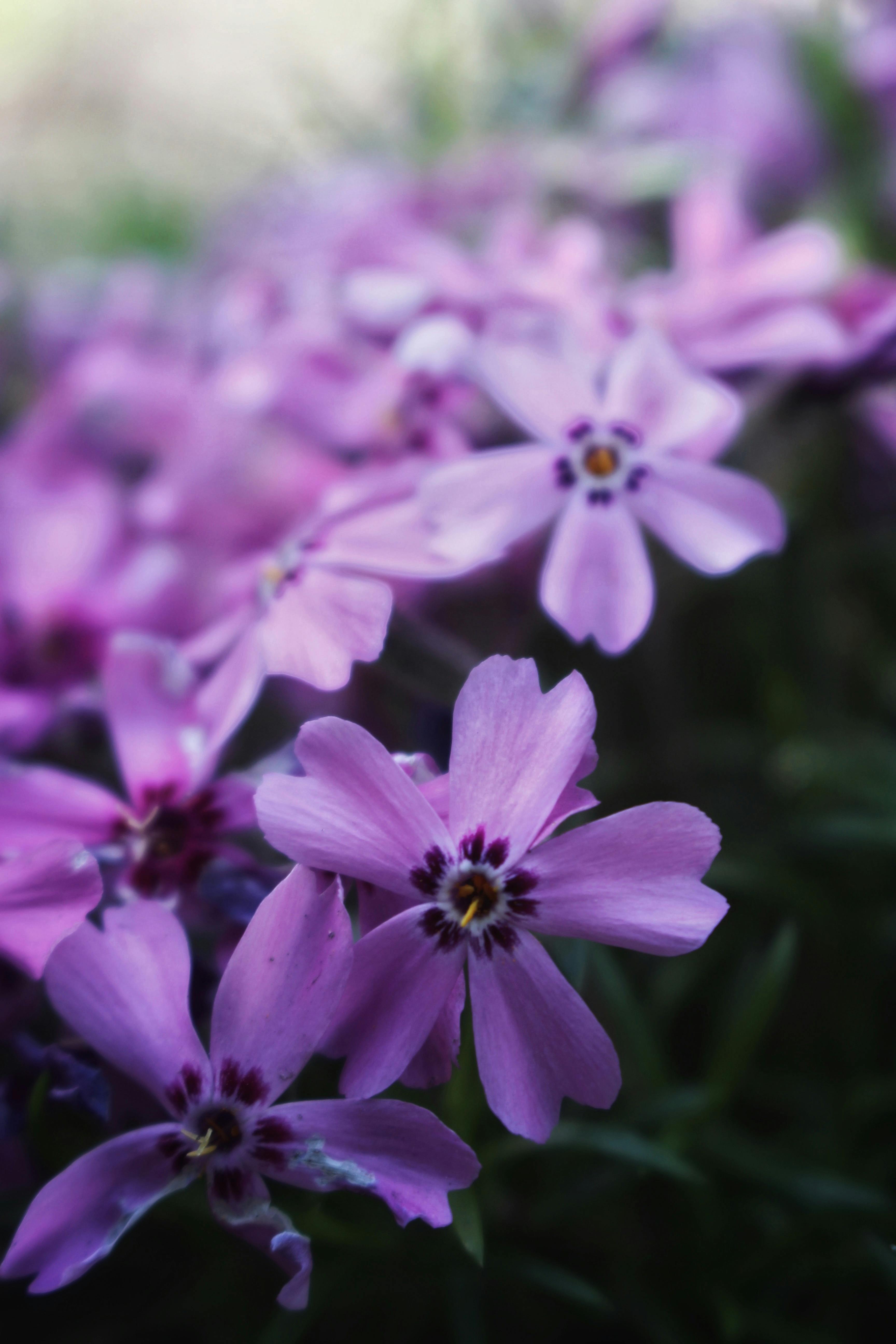 Purple Flower · Free Stock Photo