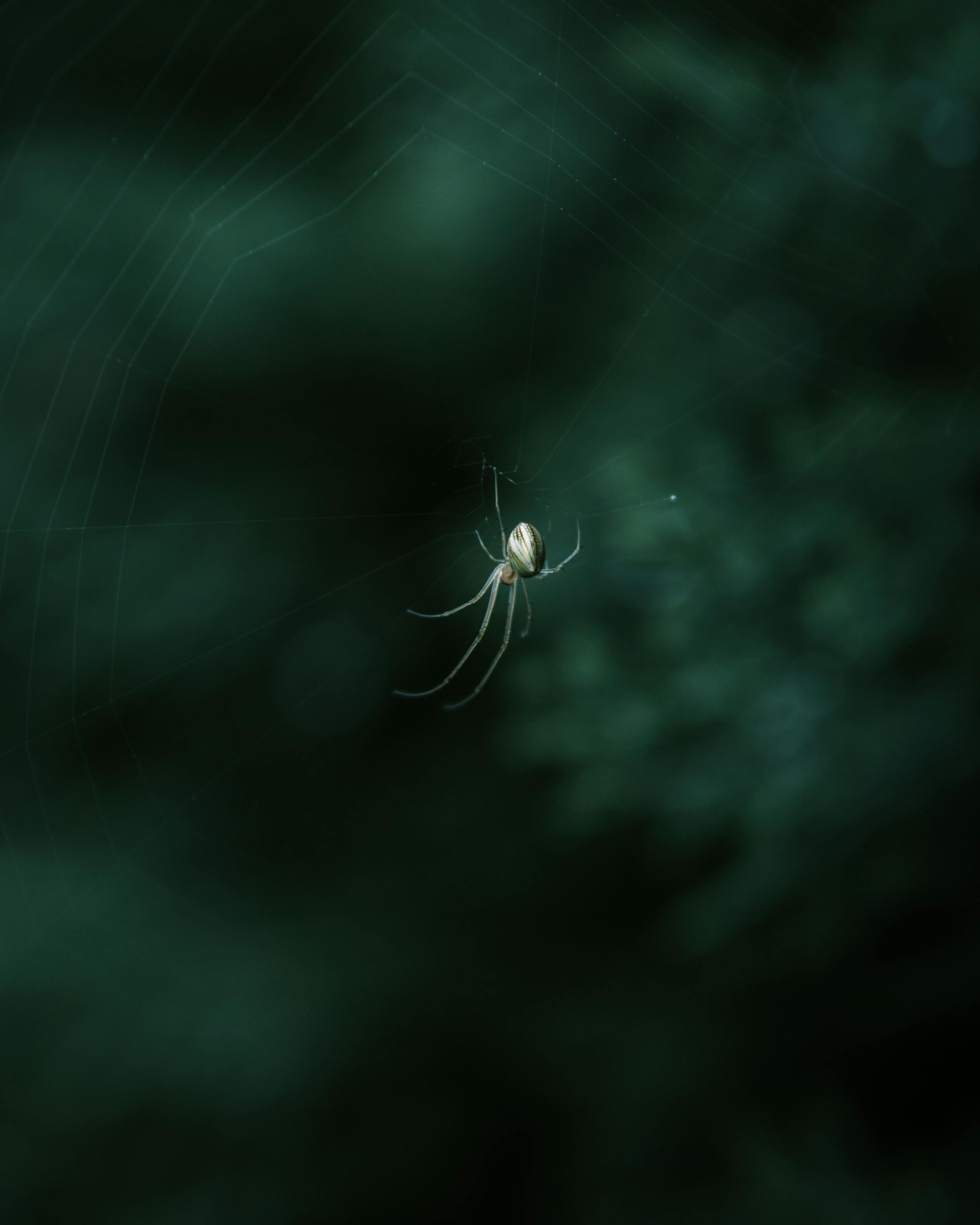 Close-up of Spider · Free Stock Photo