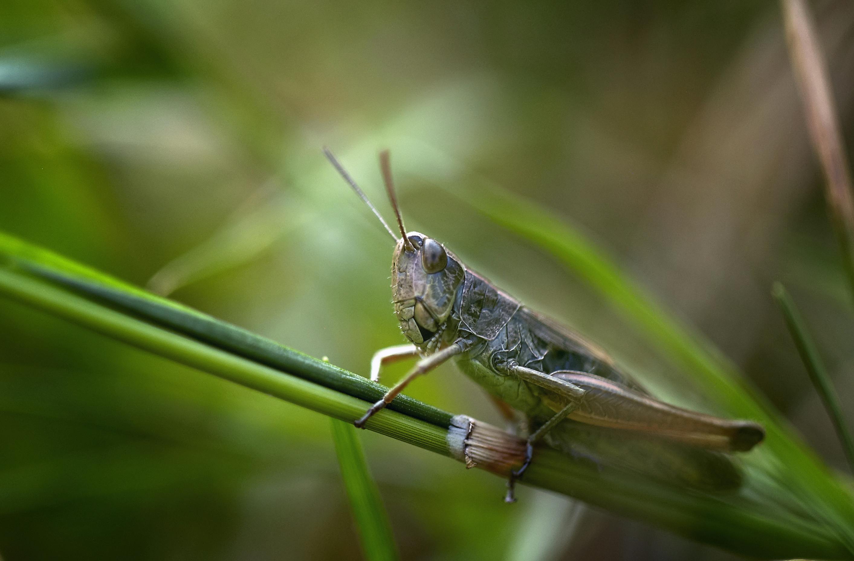 Locusts Photos, Download The BEST Free Locusts Stock Photos & HD Images